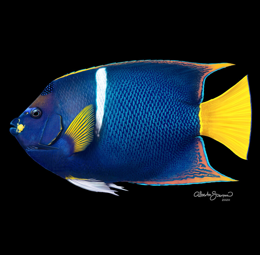King Angelfish