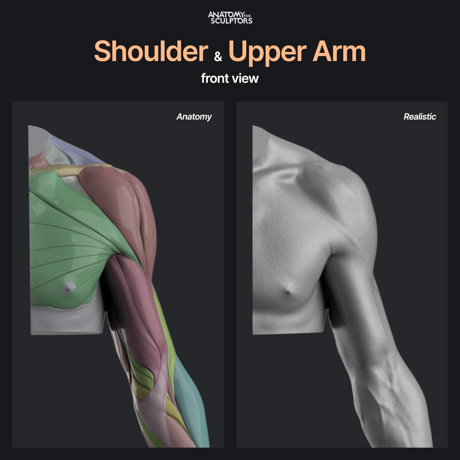 Anatomy Of The Shoulder And Upper Arm Muscles Of Left Upper Arm