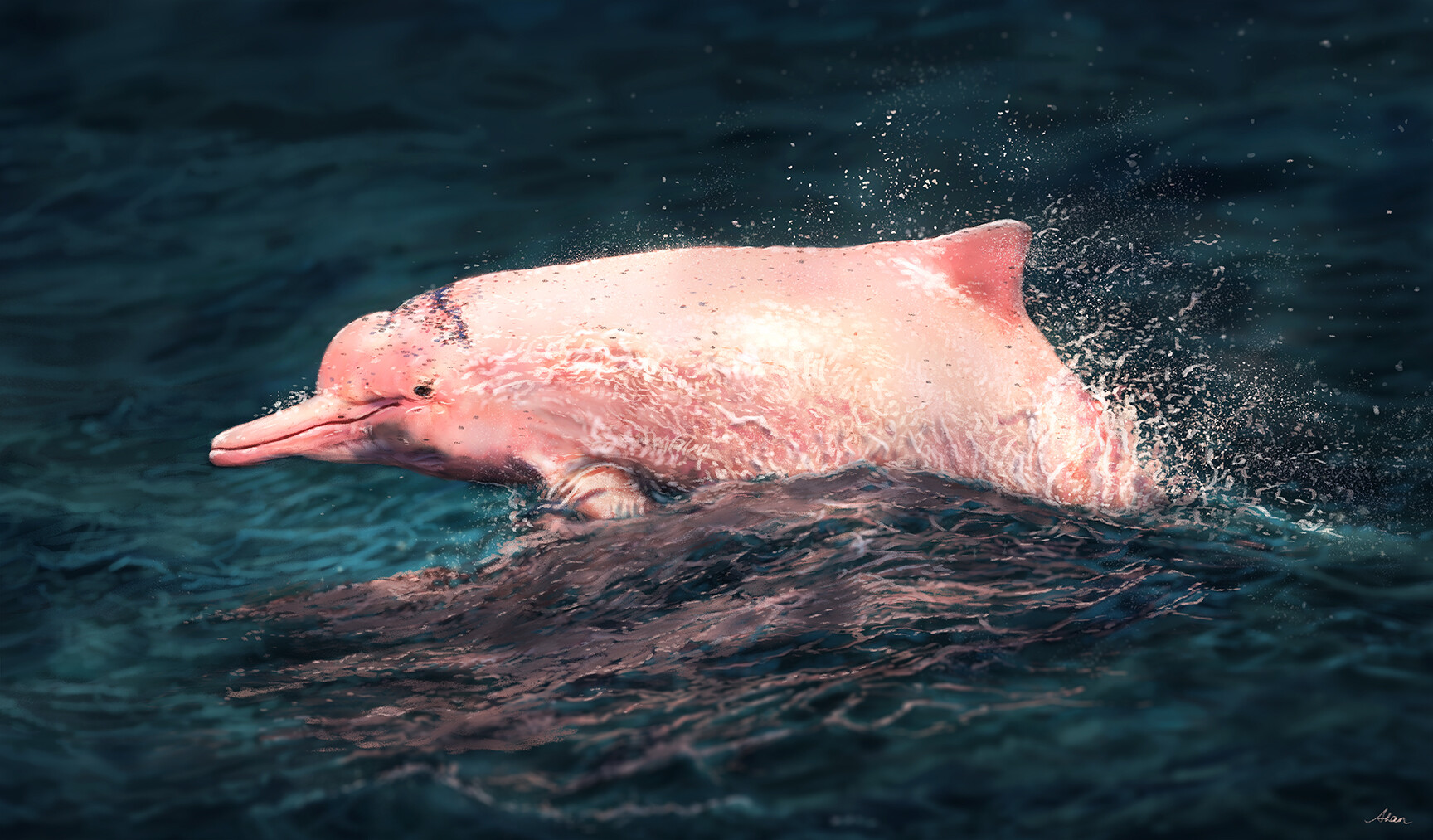 how to draw a pink dolphin step by step