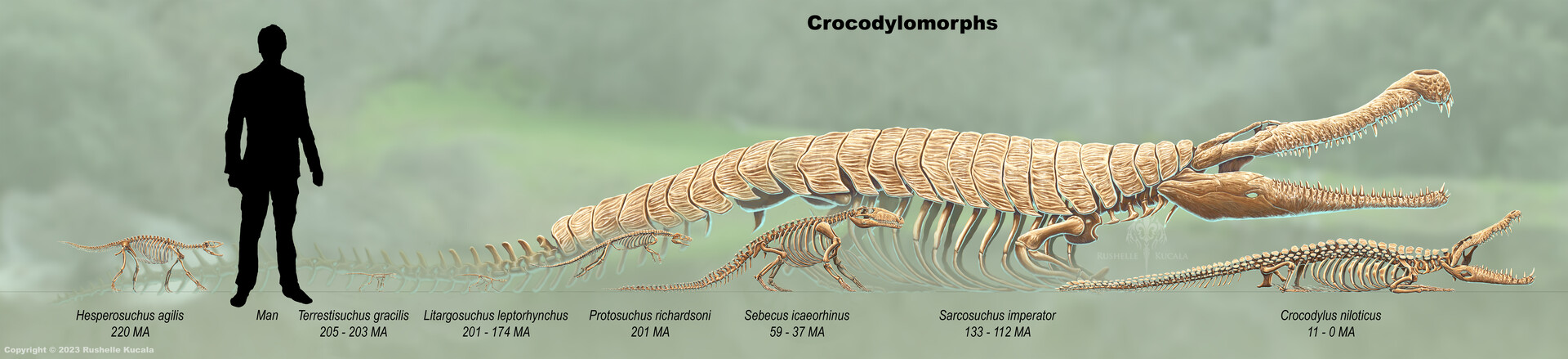 ArtStation - Crocodylomorphs Skeleton Study