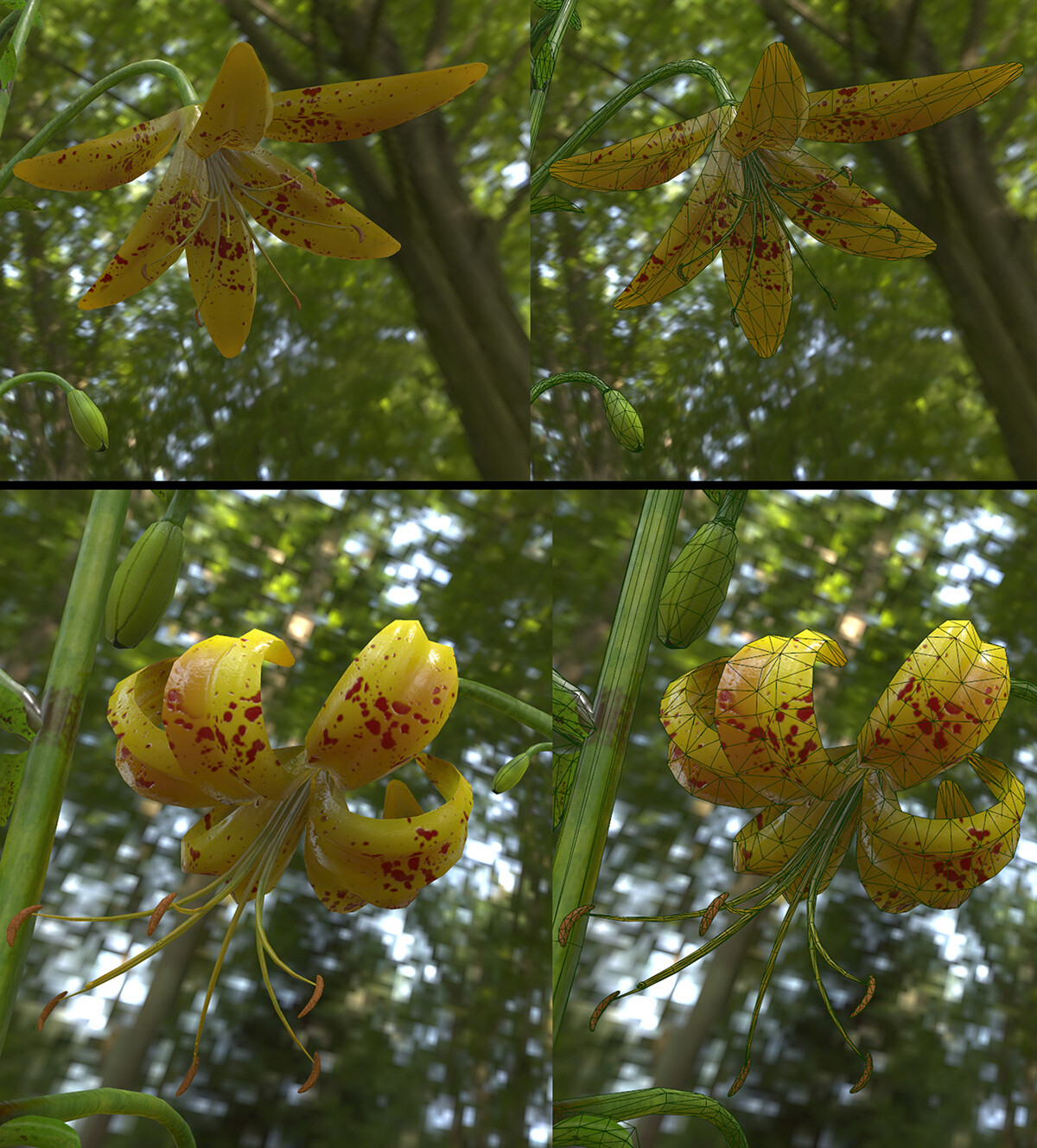 Albert Alejandro - Lillies