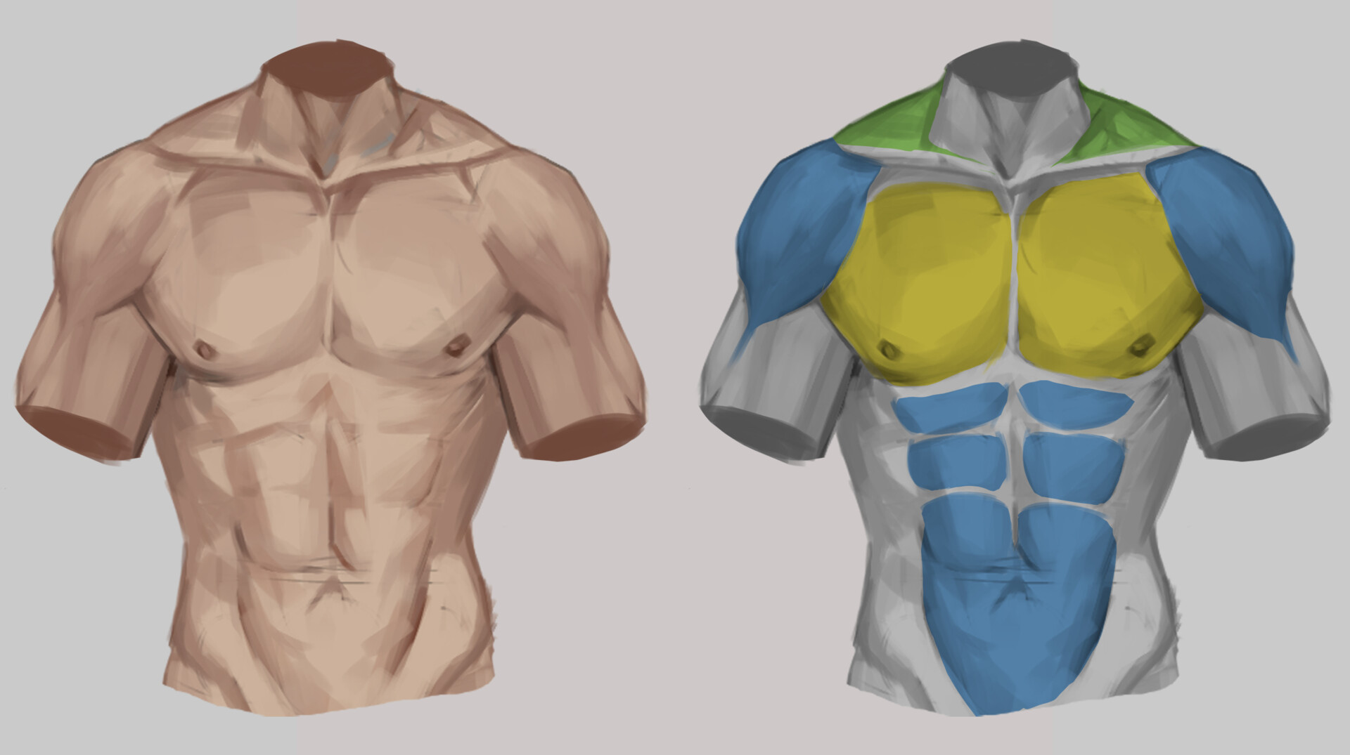 ArtStation - Torso Anatomy Study