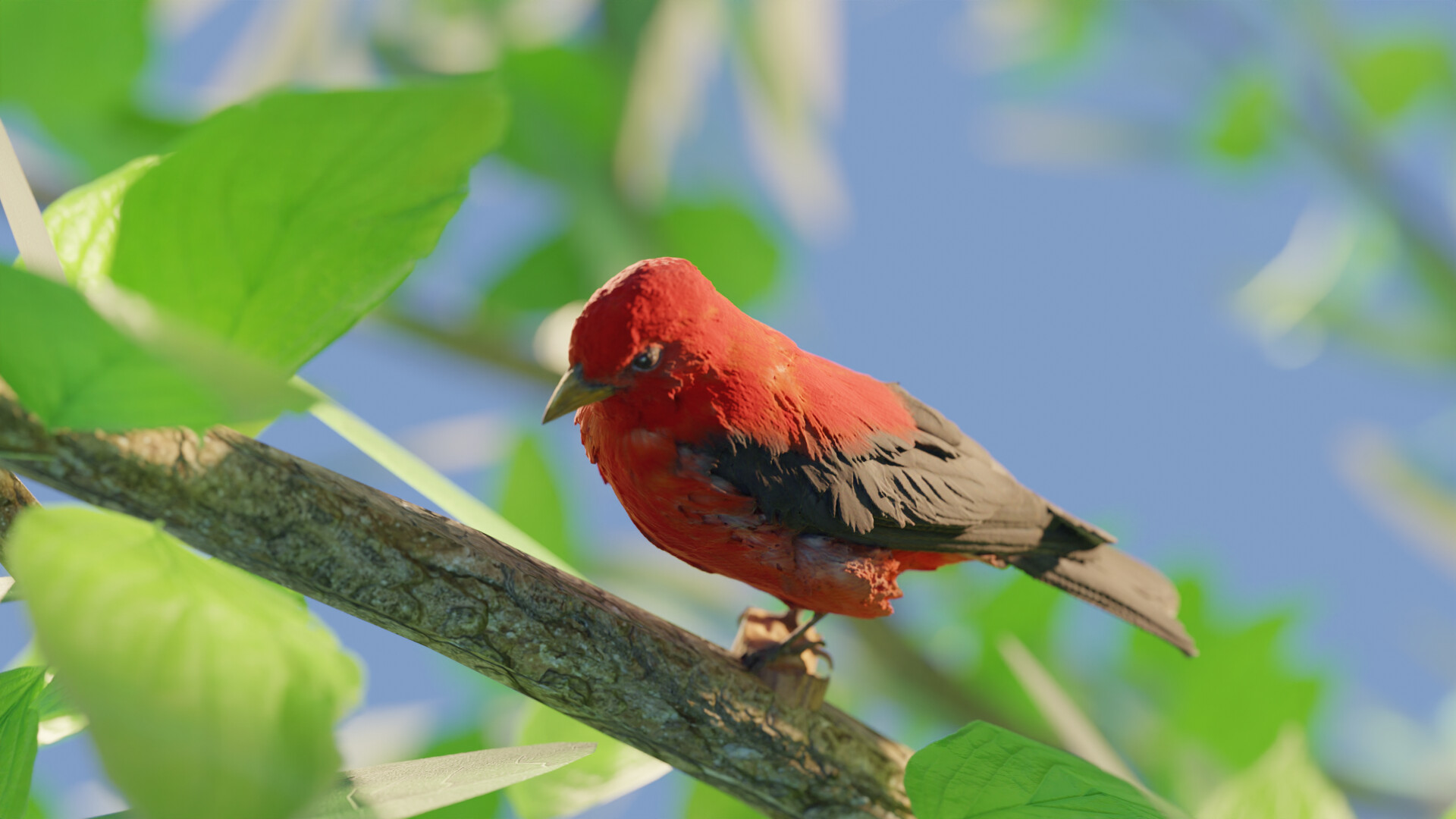 ArtStation - Red Tanager