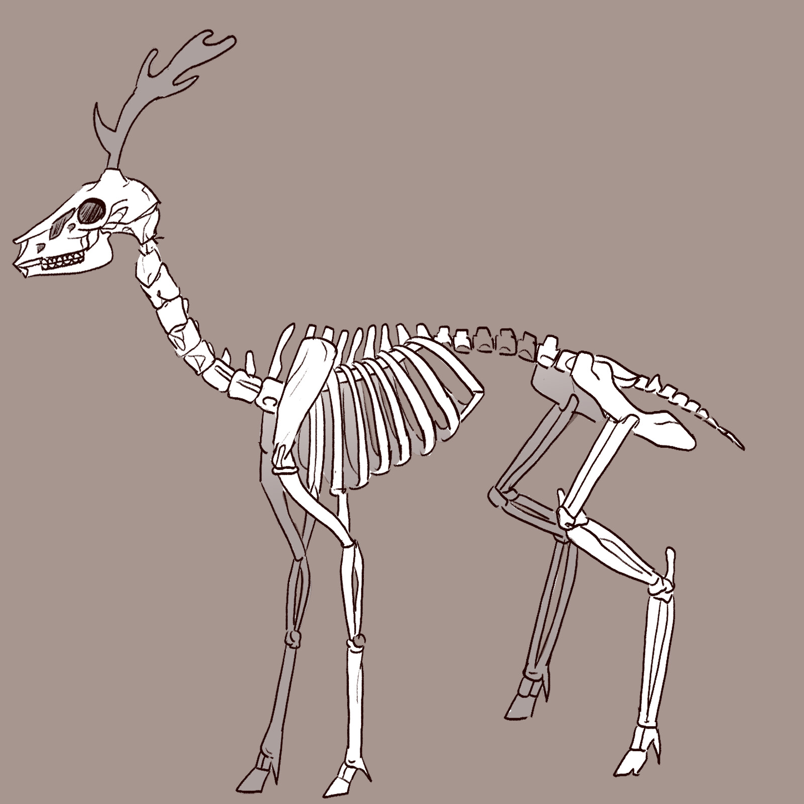 awnrii - animal studies