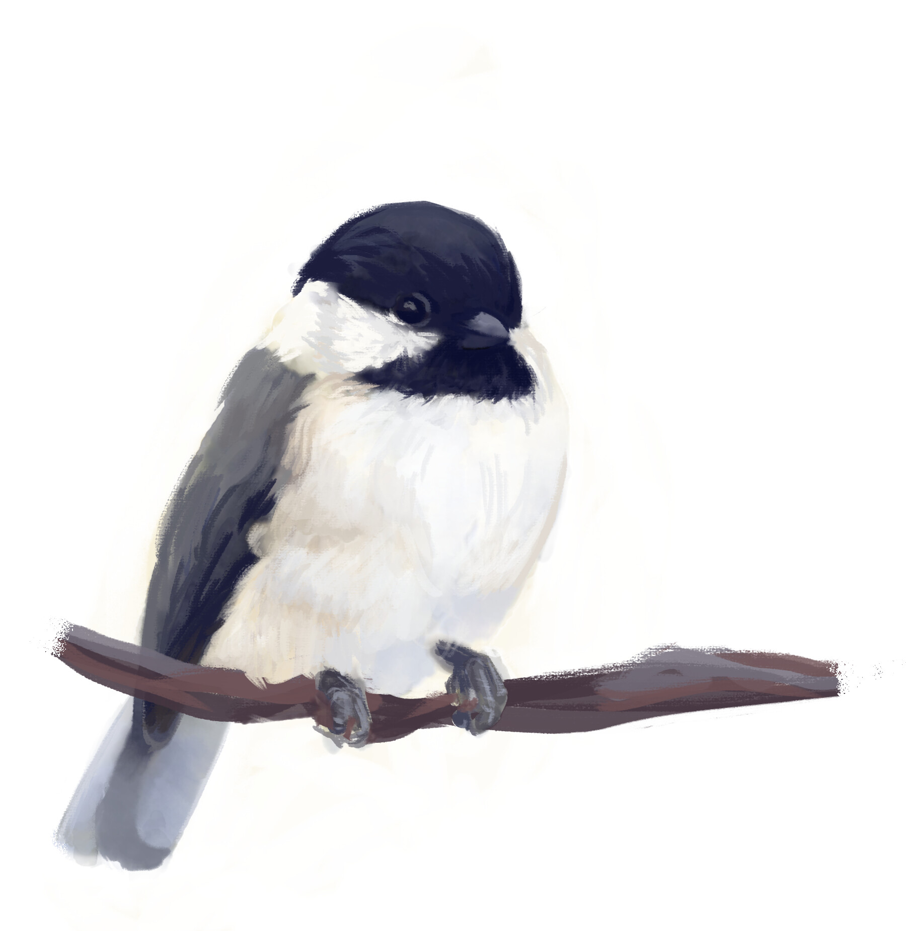 ArtStation - Black-capped Chickadee