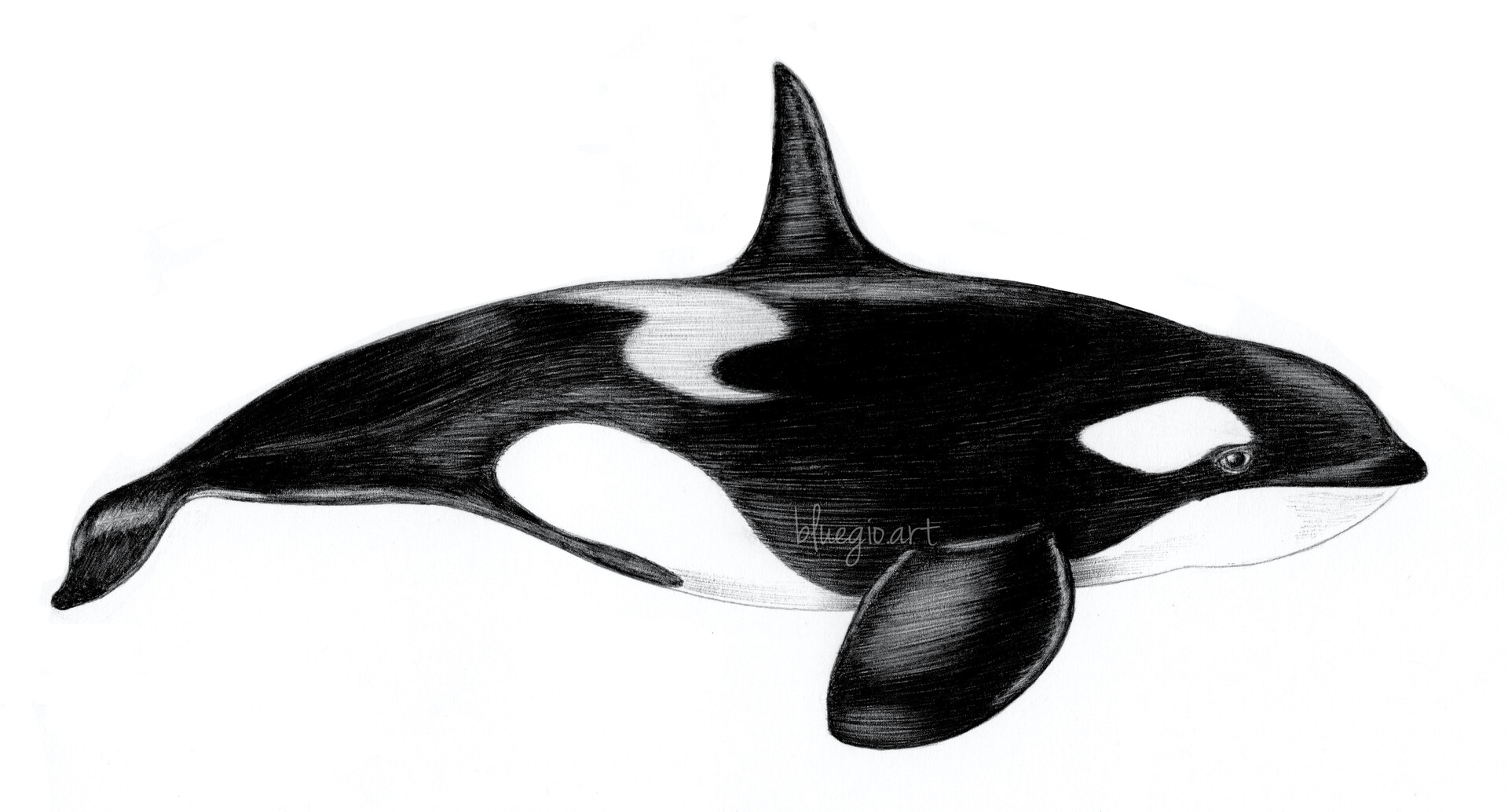 Orca Whale Pencil Drawing
