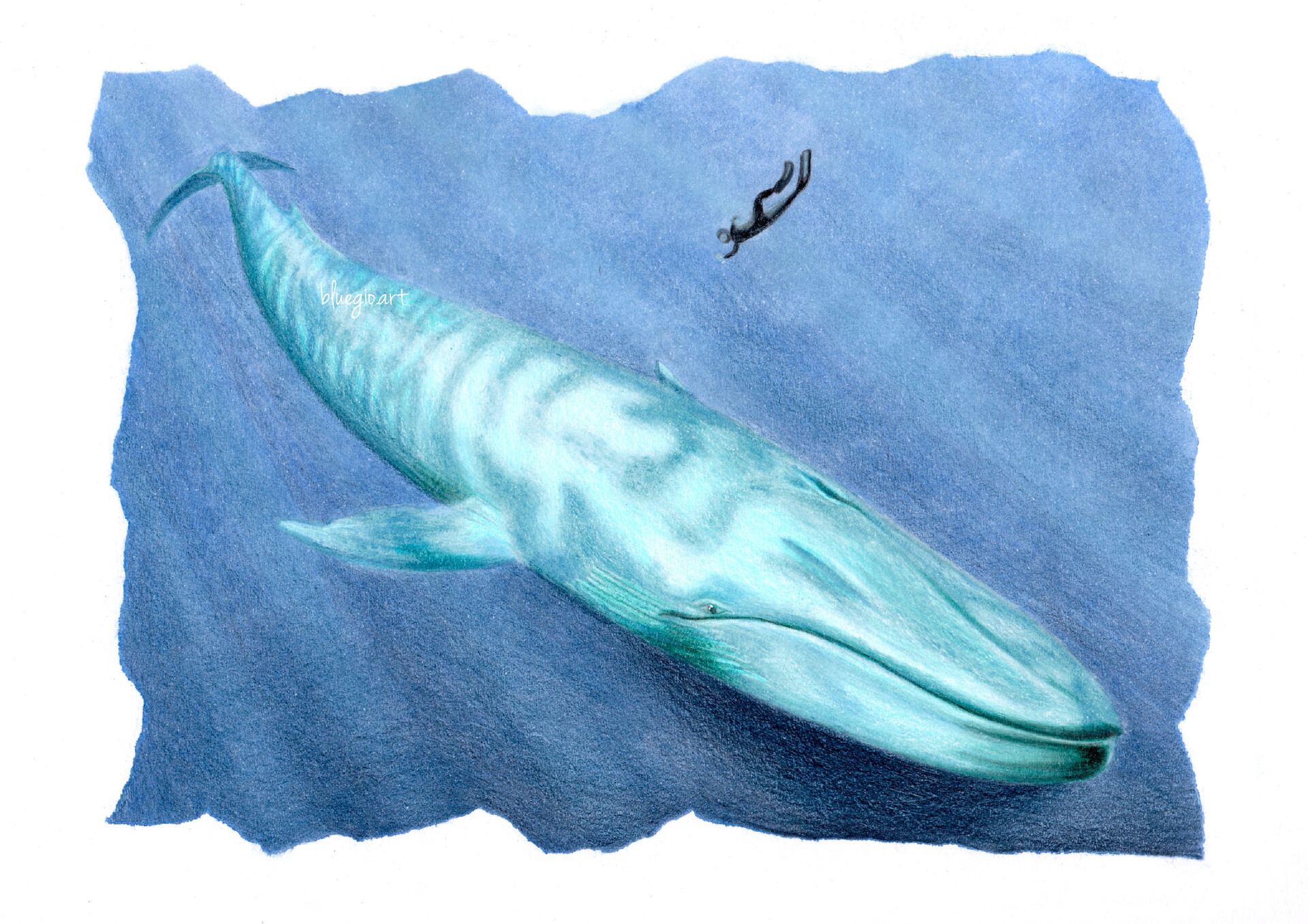 Giant Blue Whale