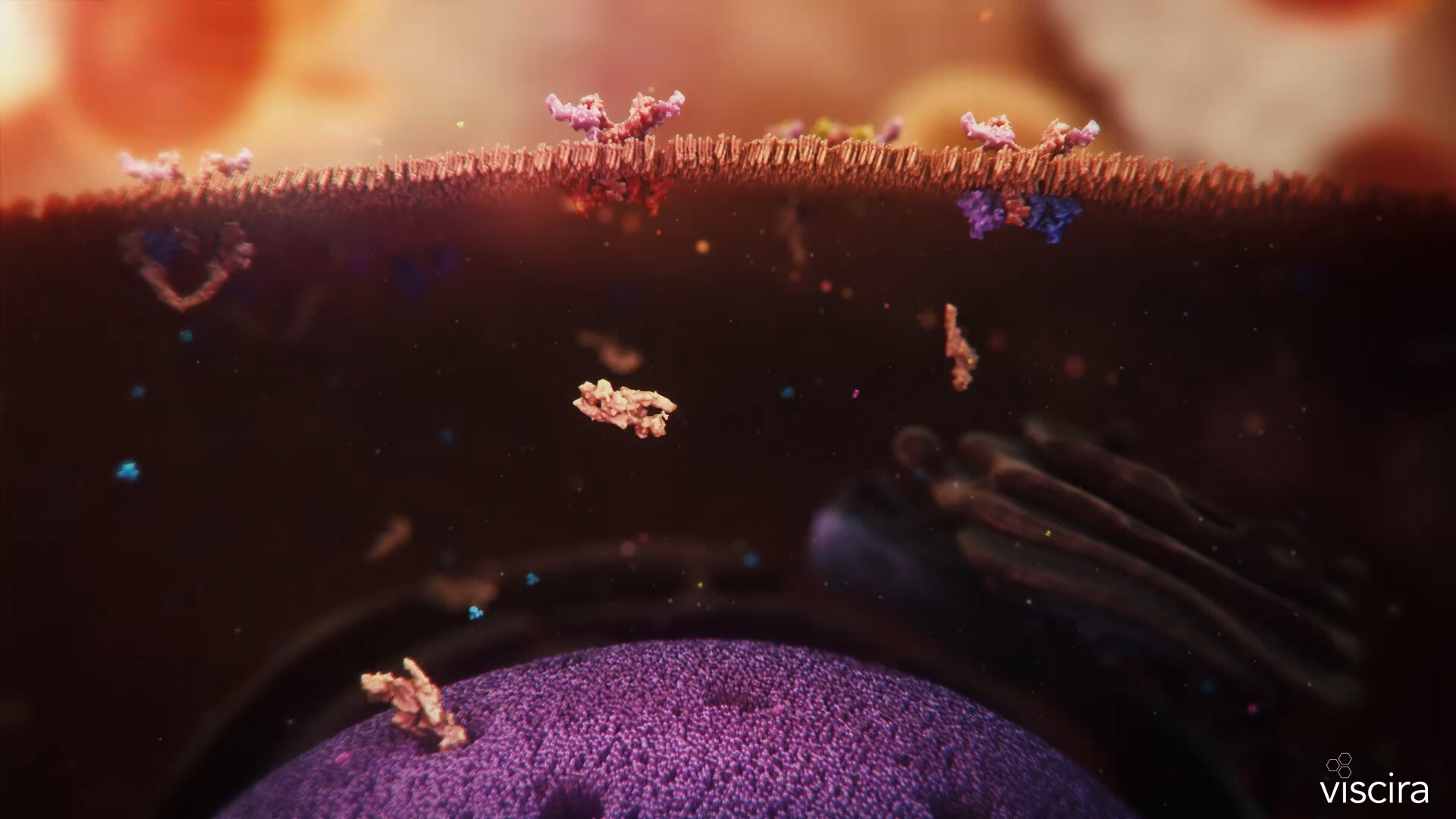 Lars Minsaas - Roles of JAK2 in Inflammation Medical Animation - Maya, Modo