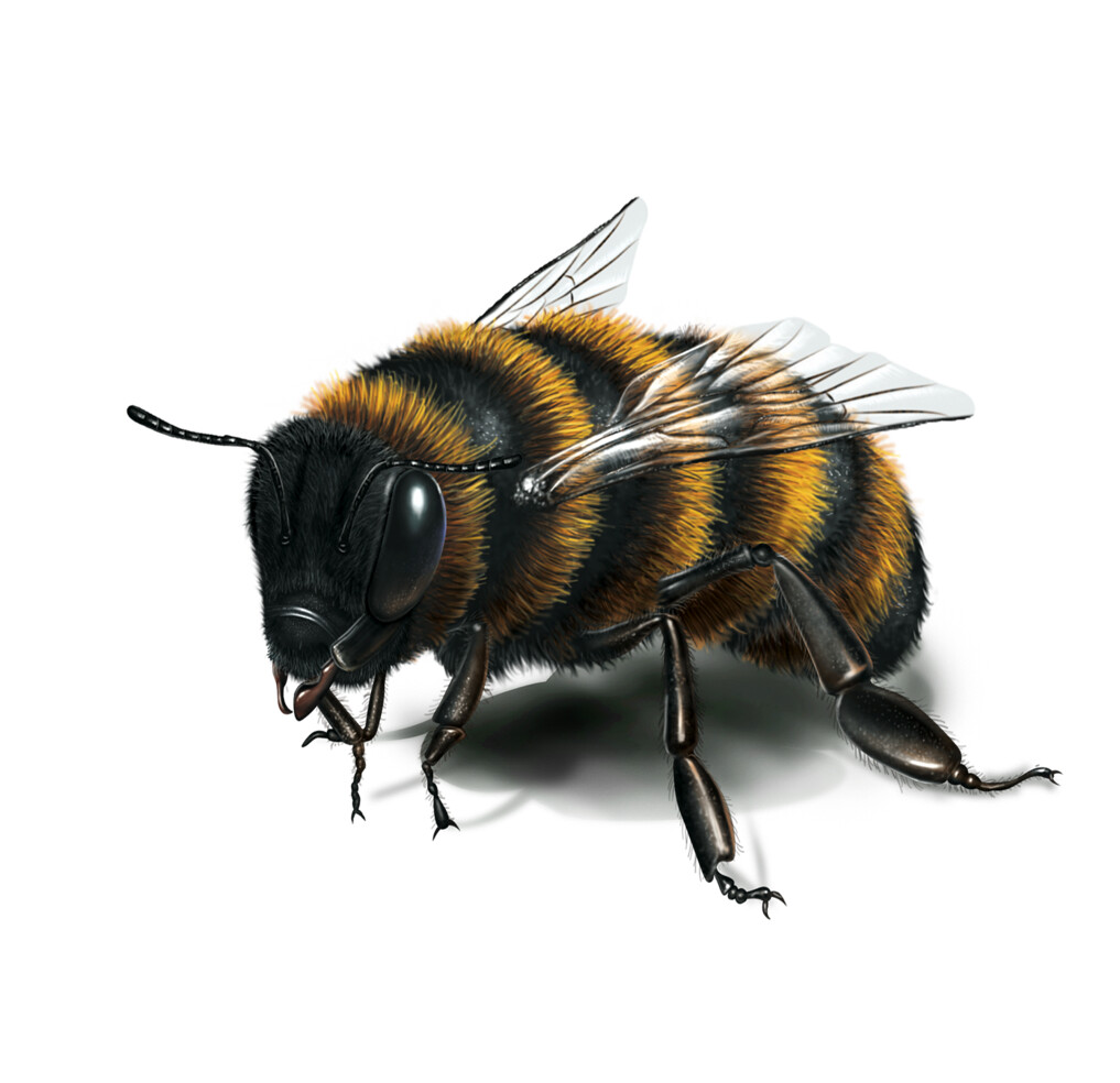 ArtStation - 3D Realistic - Natural Bee