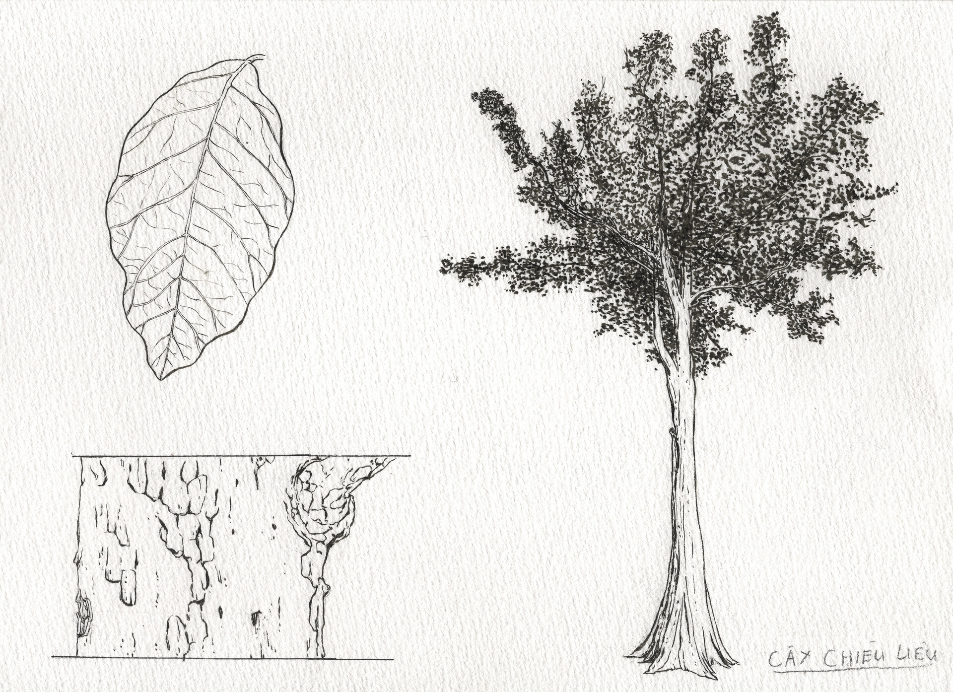 Hoan Nguyen - Saving H'Non _ Chang and the Elephant (2021)