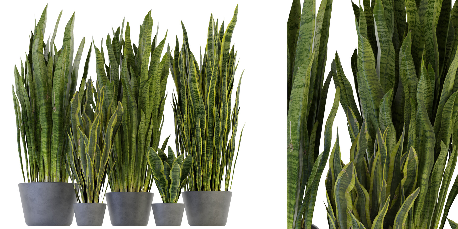 ArtStation - Collection Plant Vol 292 - Blender Model