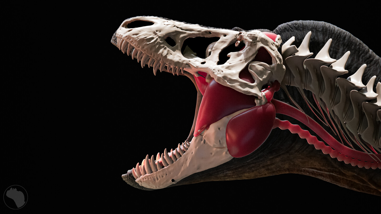 Jonathan Harris - Tyrannosaurus rex X-ray
