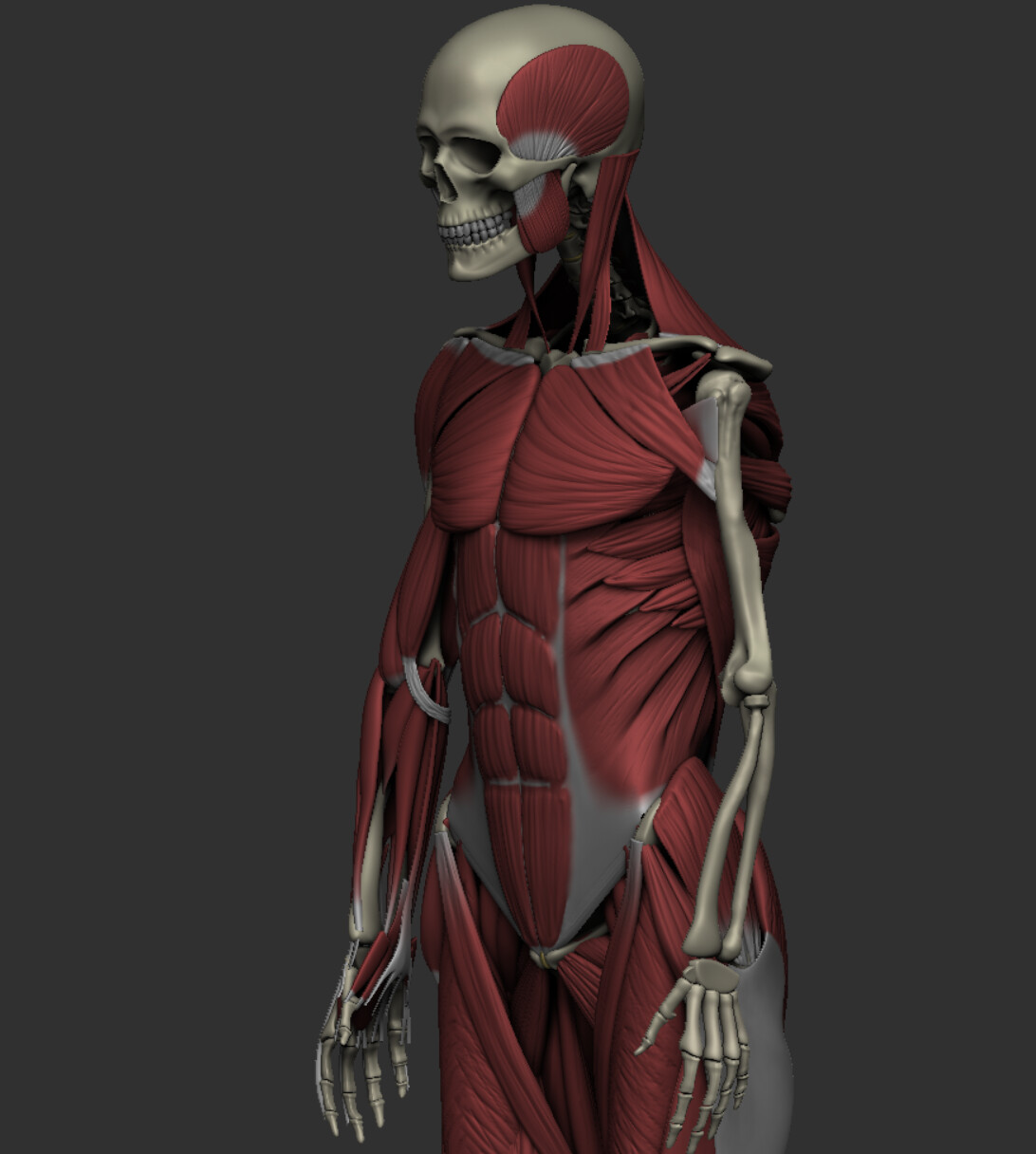 Charlie's Tools | Official Site - Human Female Anatomical Écorché Model ...