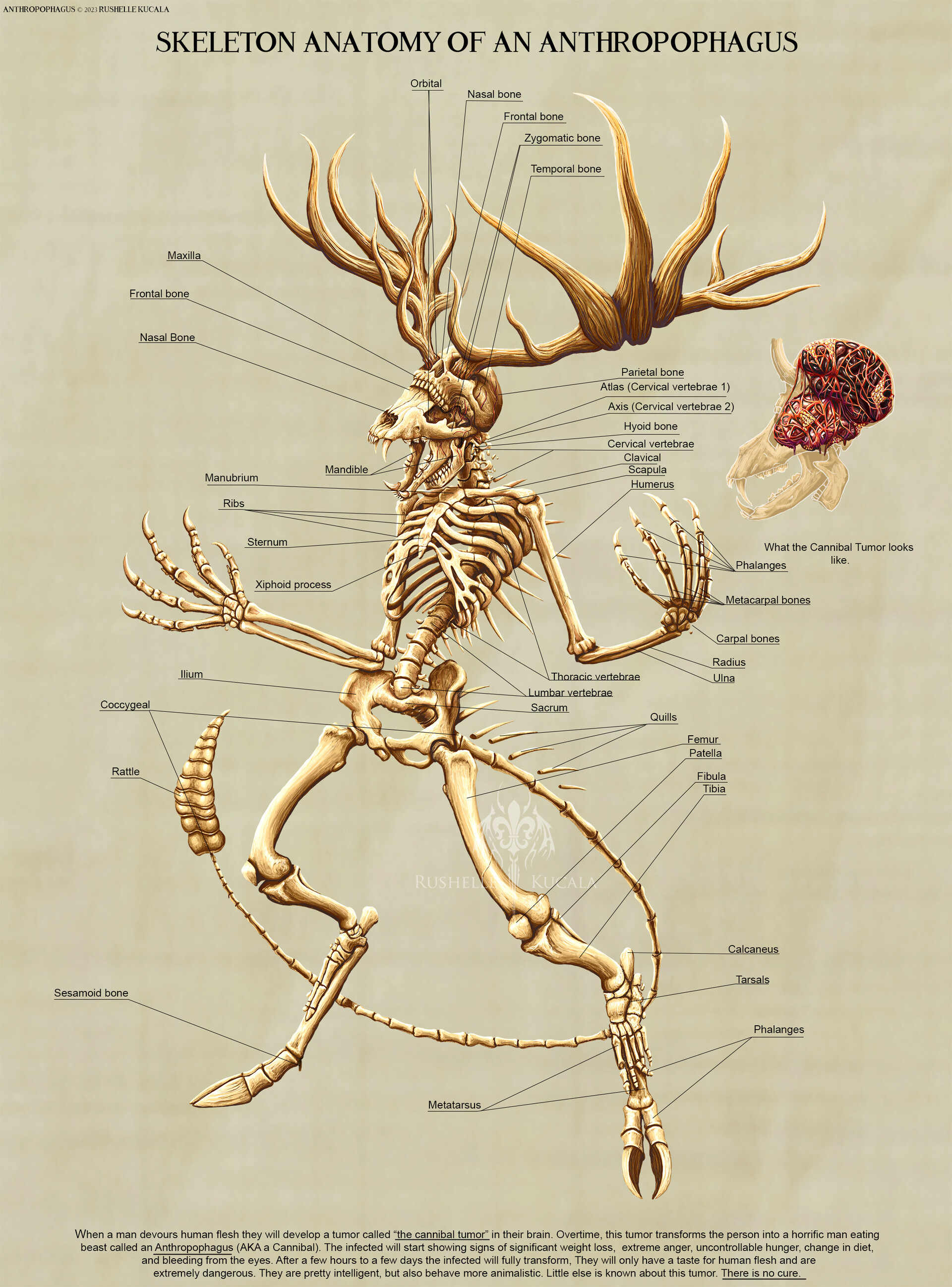 ArtStation - Anthropophagus Skeleton Study