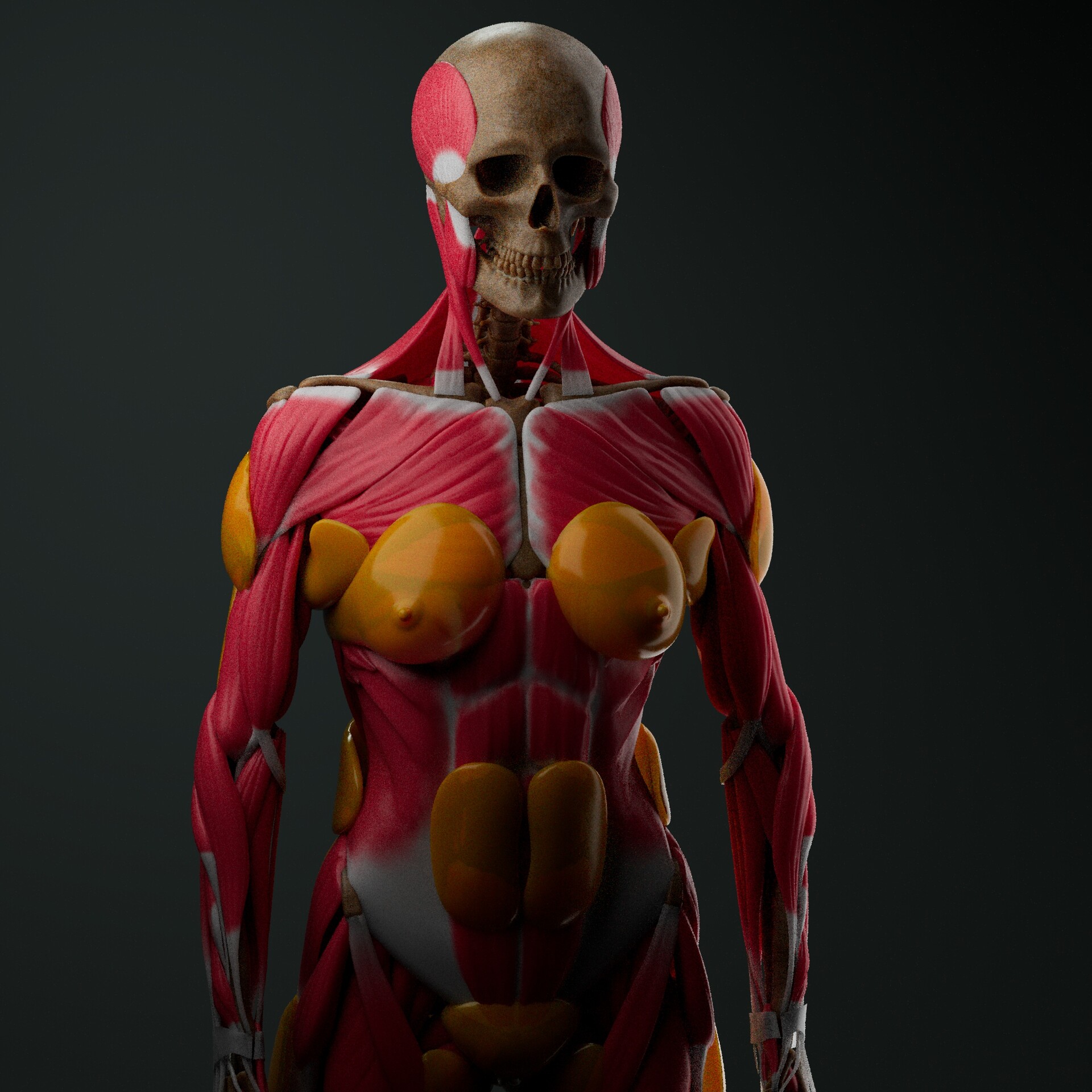 Charlie's Tools | Official Site - Human Female Anatomical Écorché Model ...