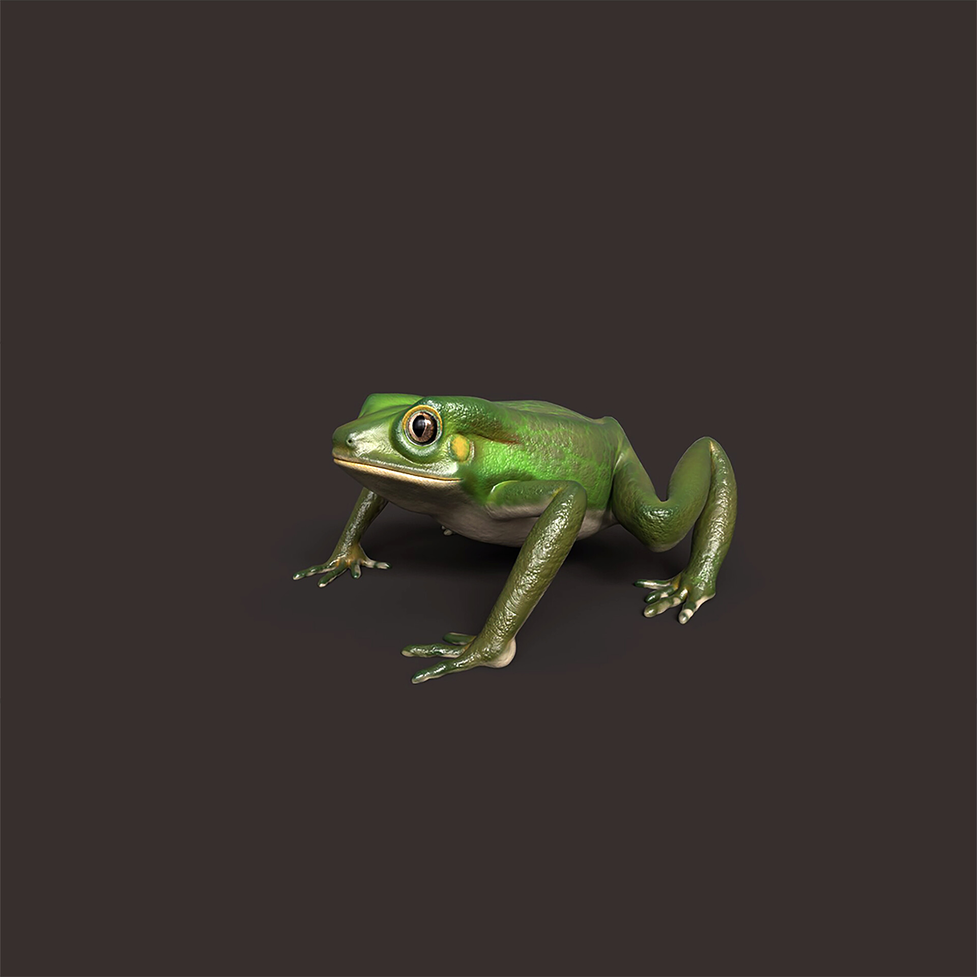 ArtStation - FROG 3D MODEL