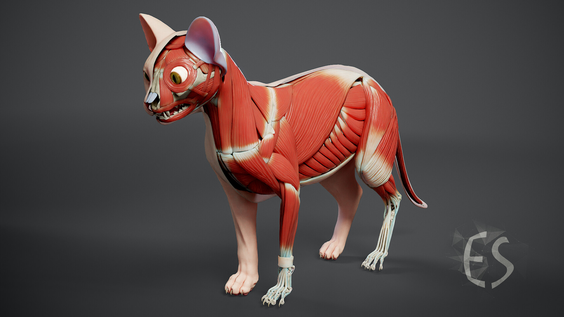 Sergey Egelsky - Cat Anatomy