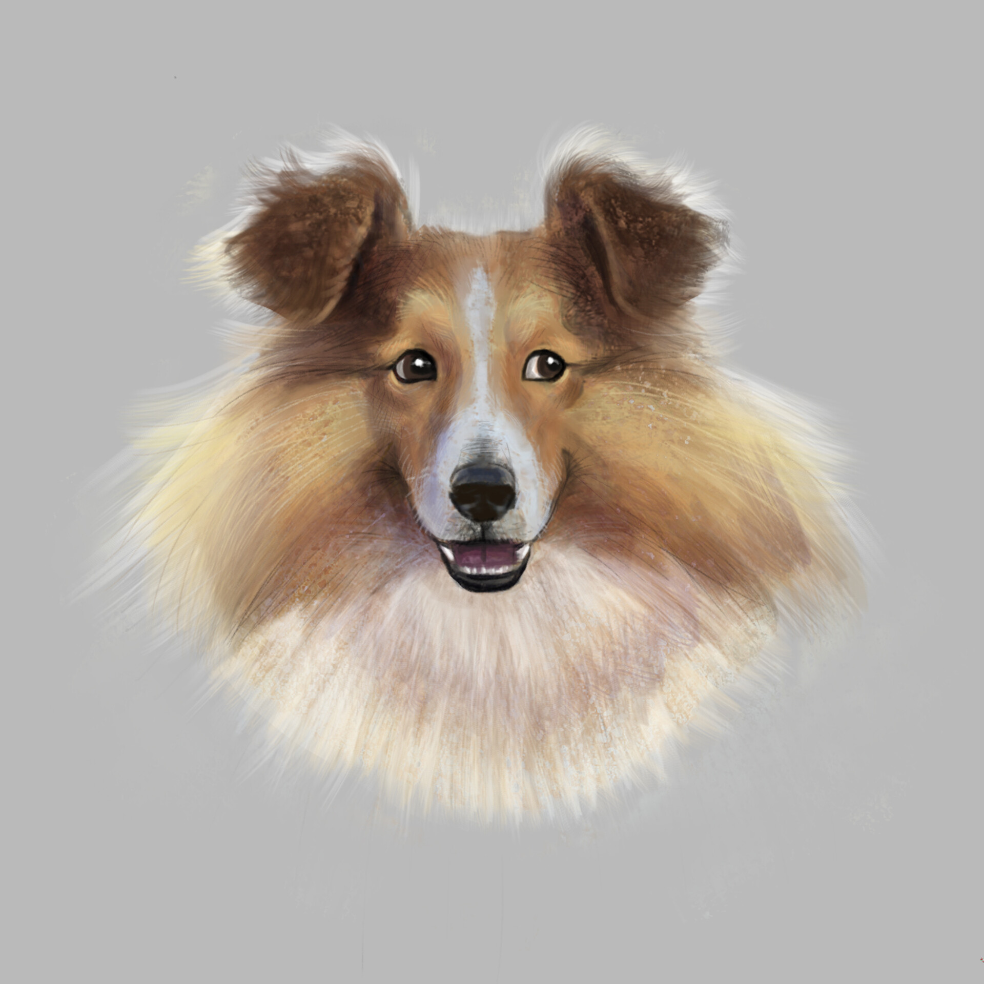 ArtStation - Shetland Sheepdog