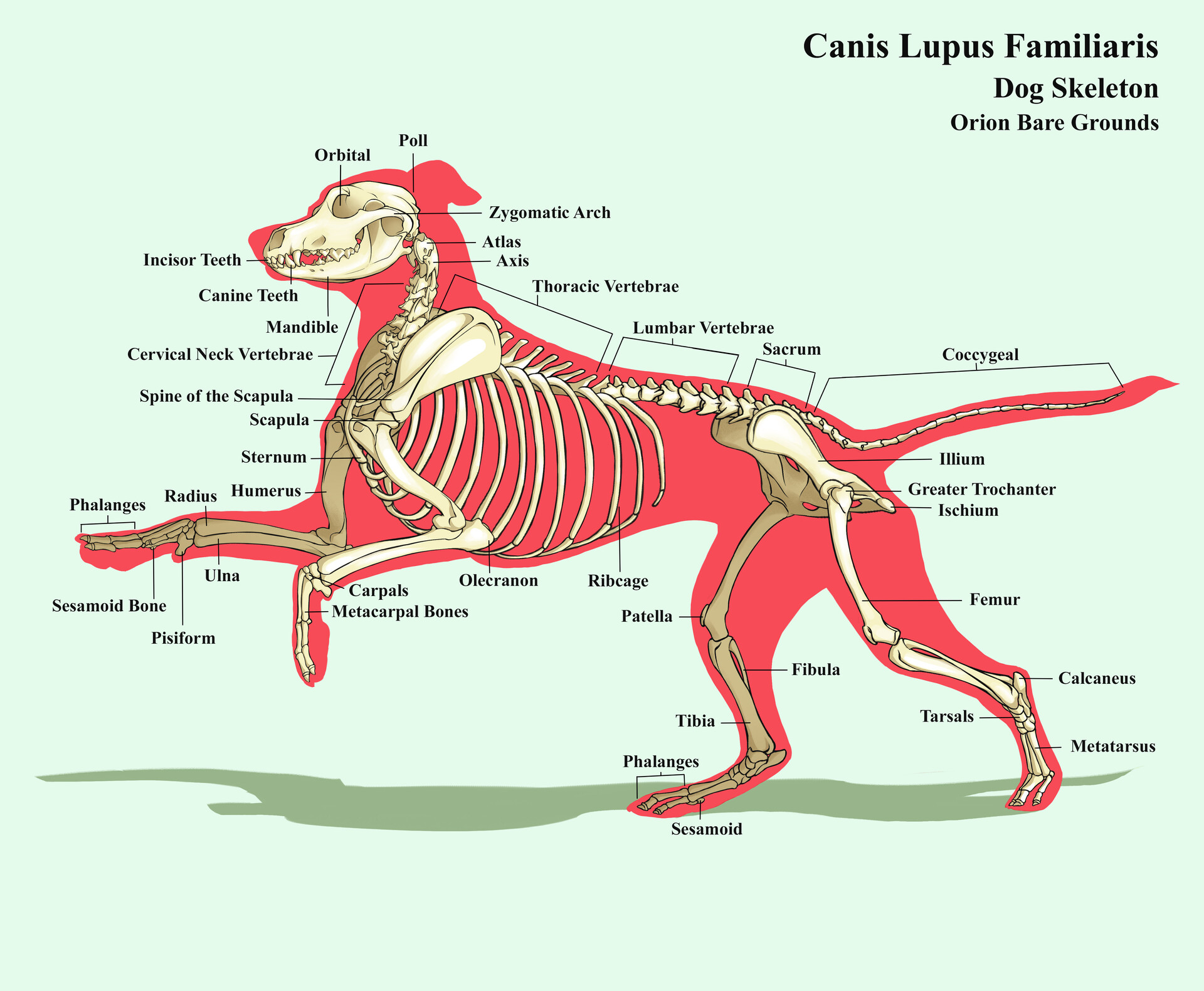 Orion Bare Grounds - Animal Anatomical Illustrations