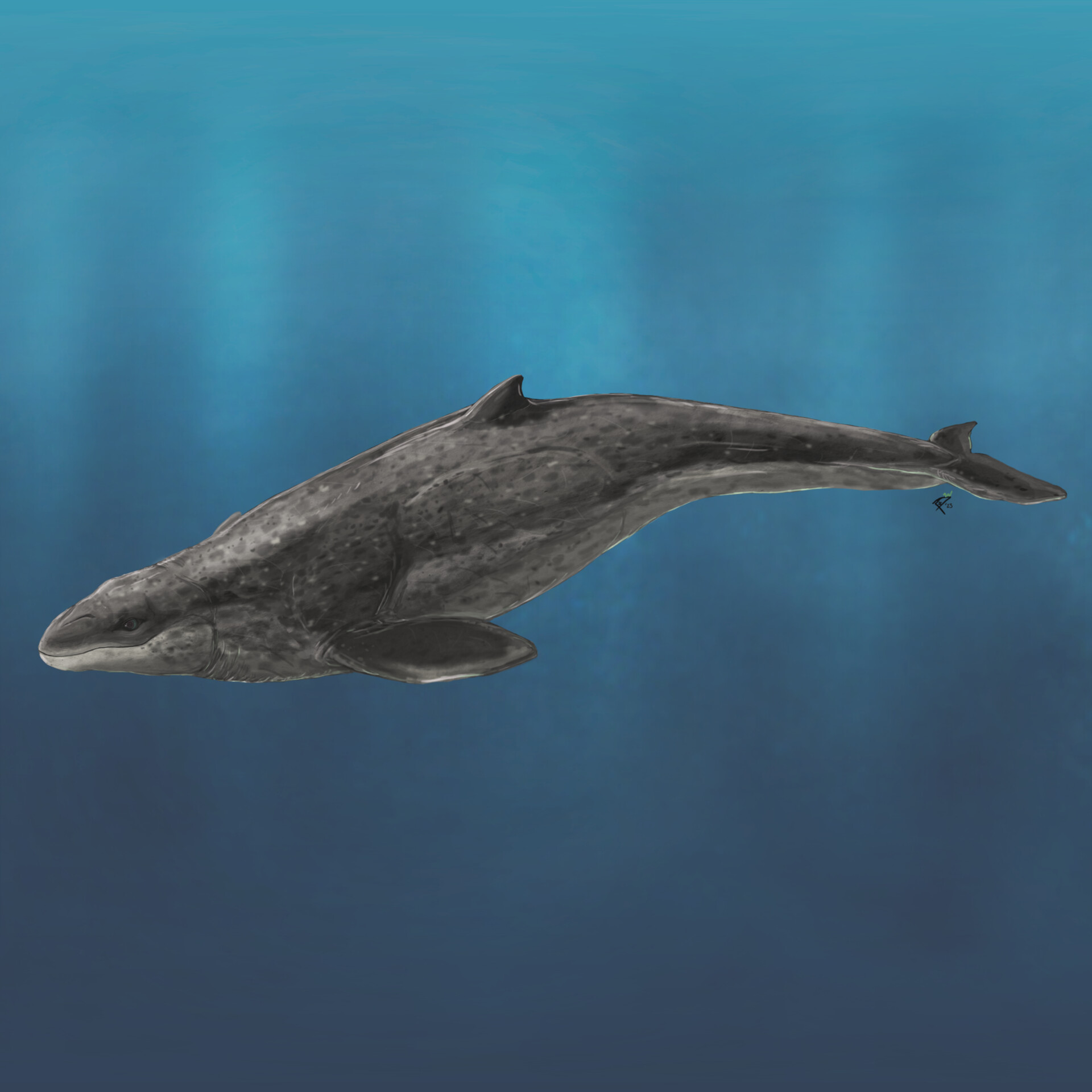 ArtStation - Janjucetus hunderi