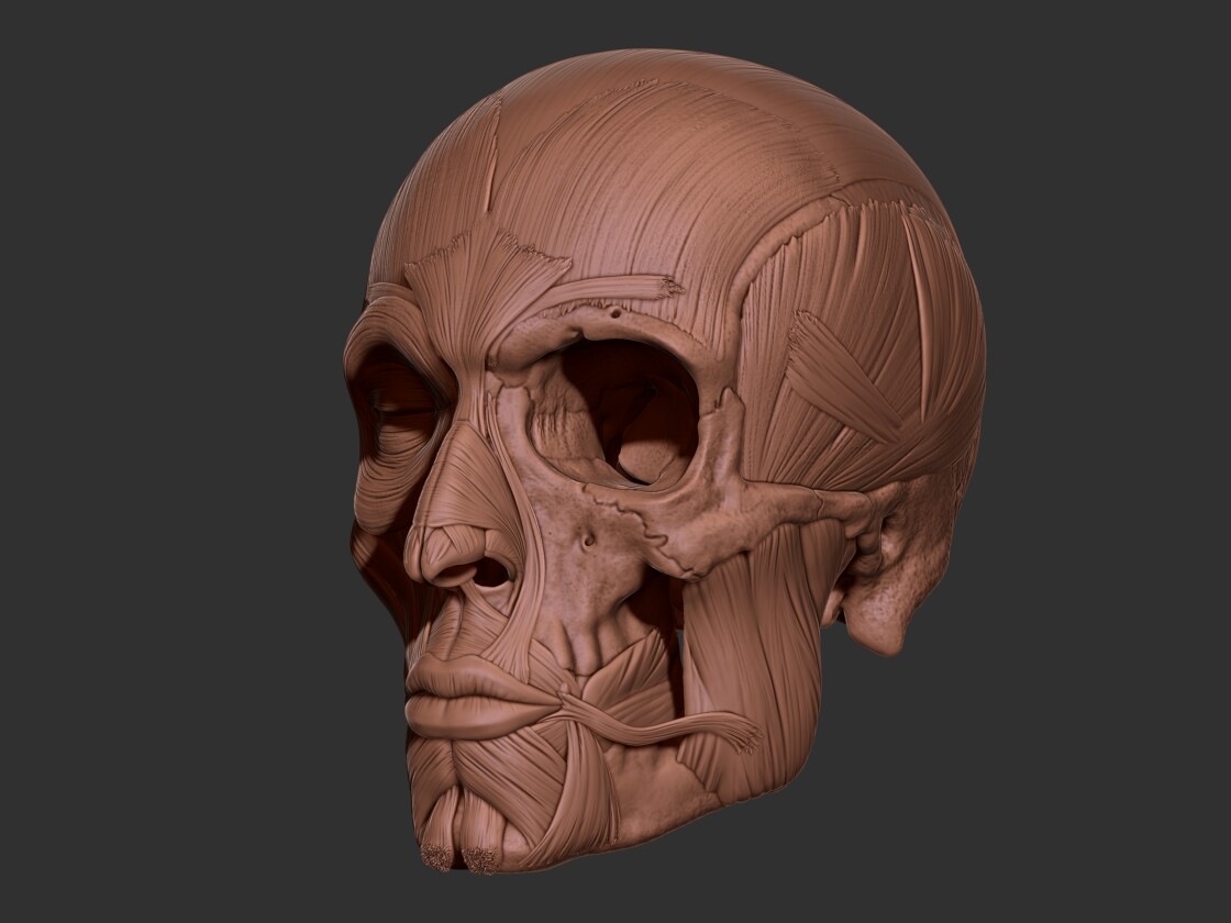 ArtStation - Facial Muscles