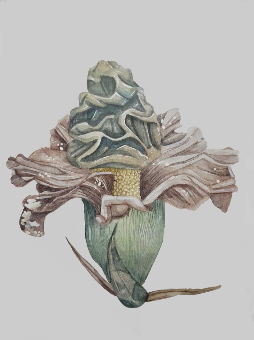 ArtStation - Corpse Flower