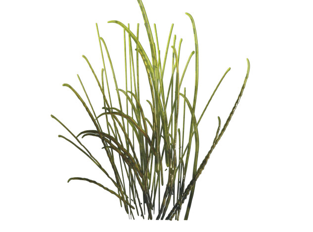 Liam Rutherford - Detailed Grass Foliage