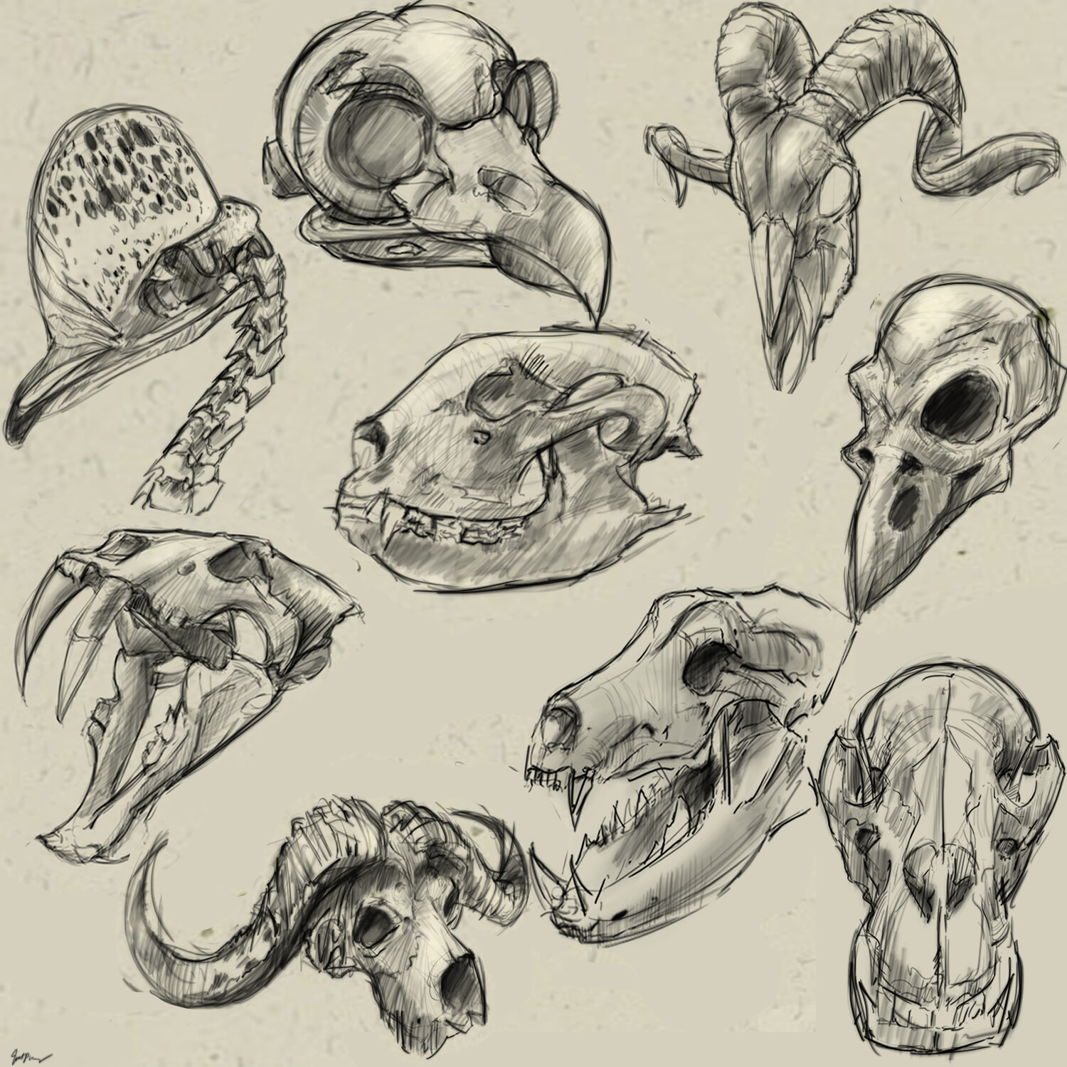 ArtStation - Ancient Ensemble of Skeleton Sketches