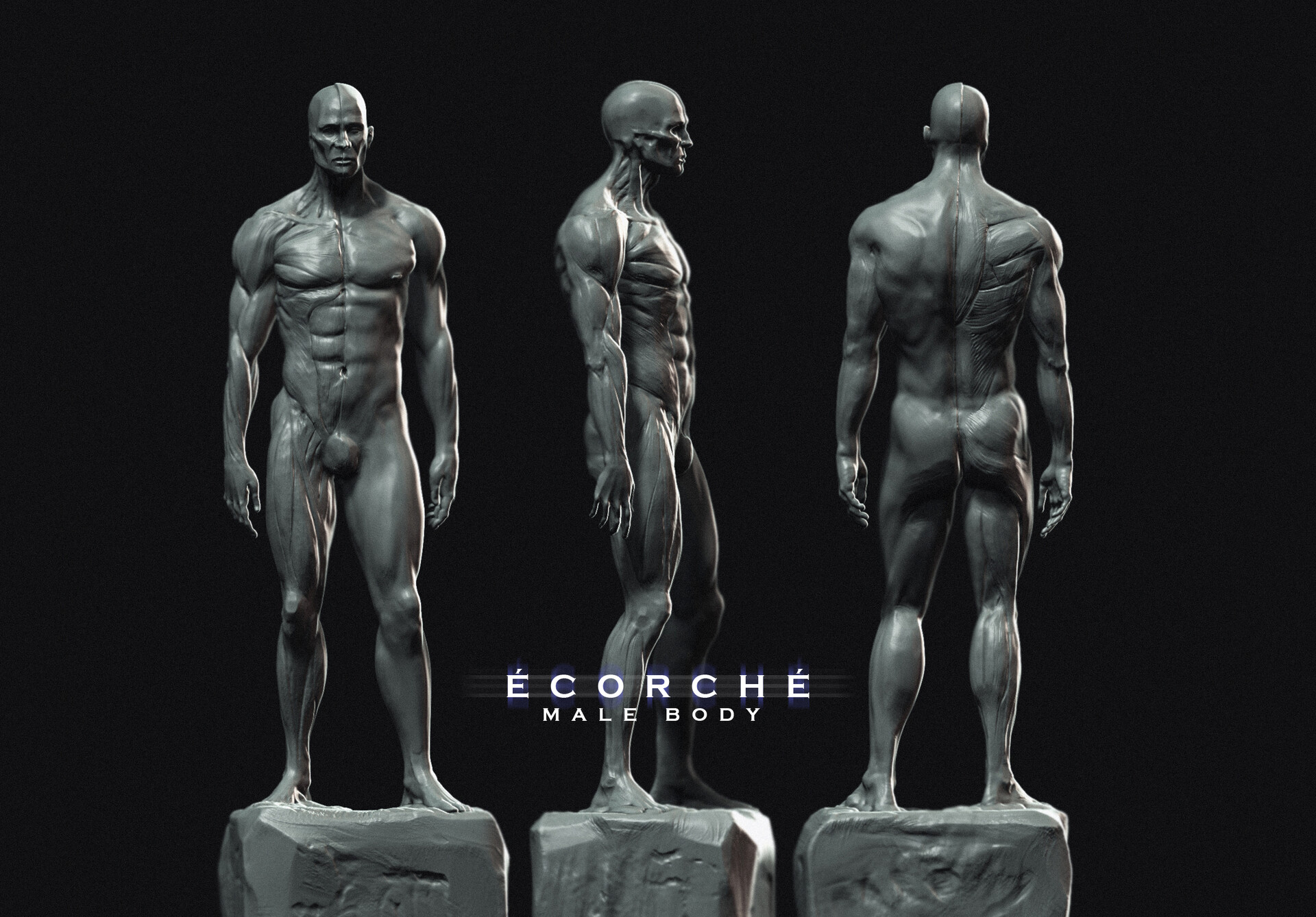 ArtStation - Work in Progress: Écorché - Male Body