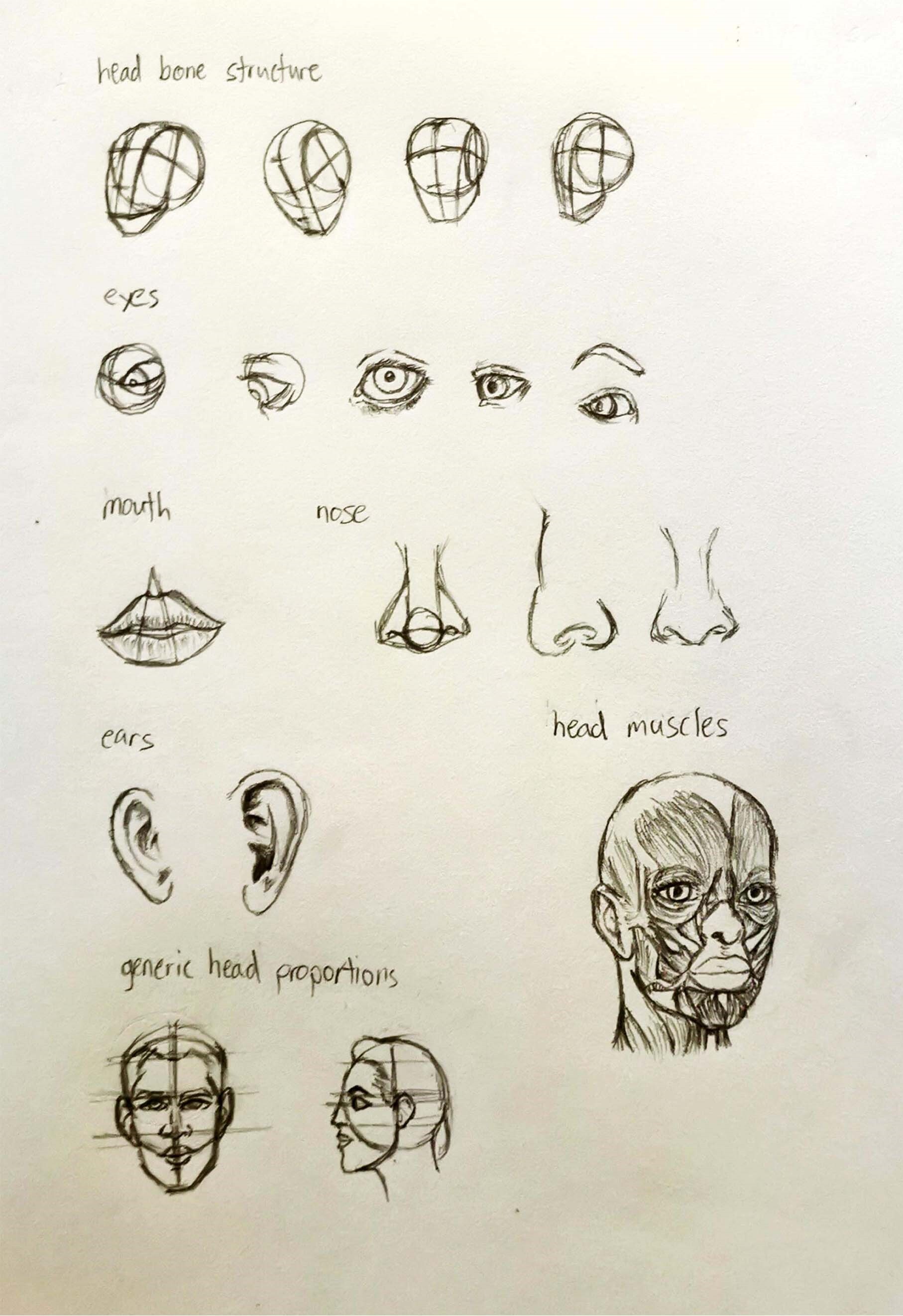 ArtStation - Anatomy Studies