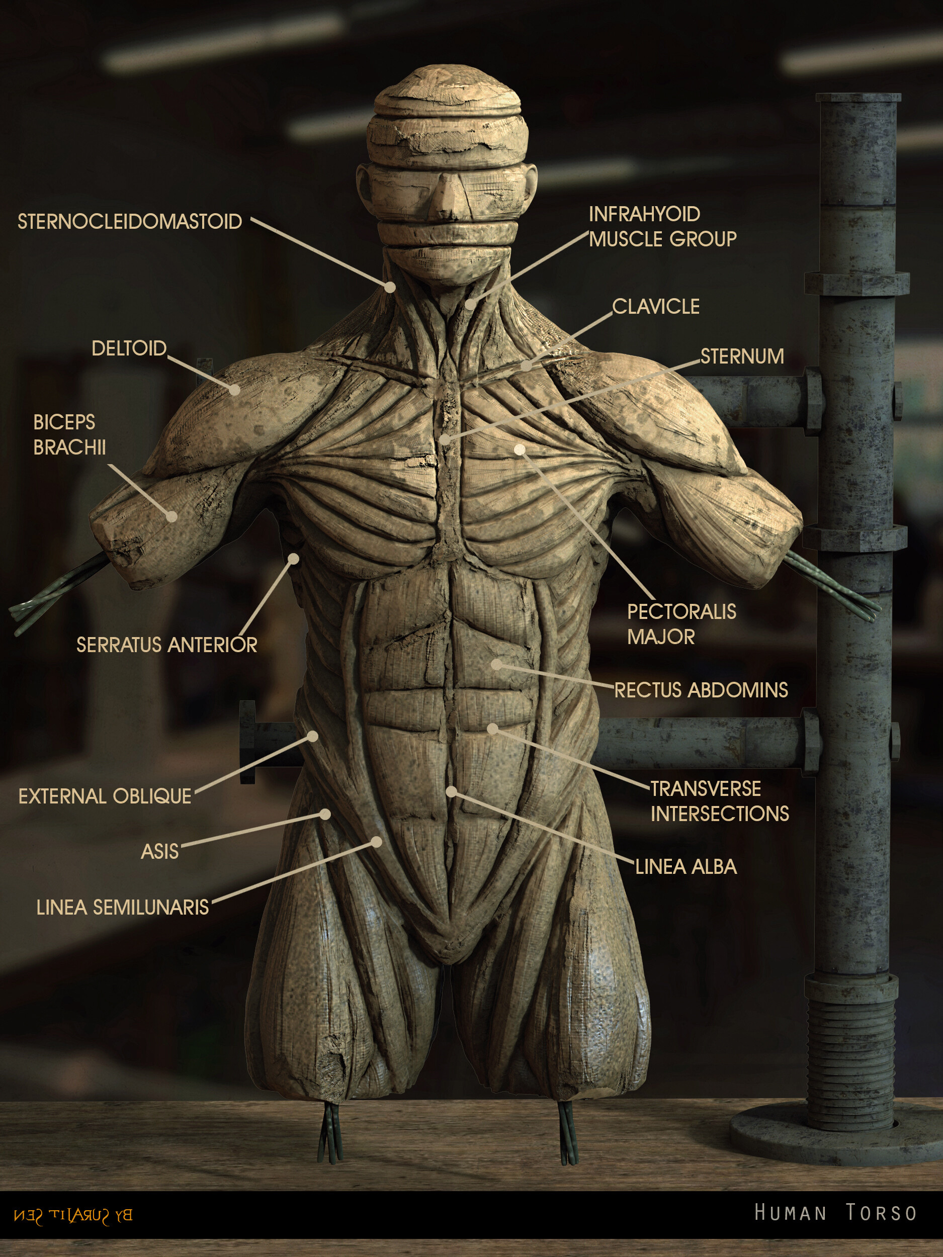 ArtStation - Human Torso Blocking - Digital Sculpture by Surajit Sen