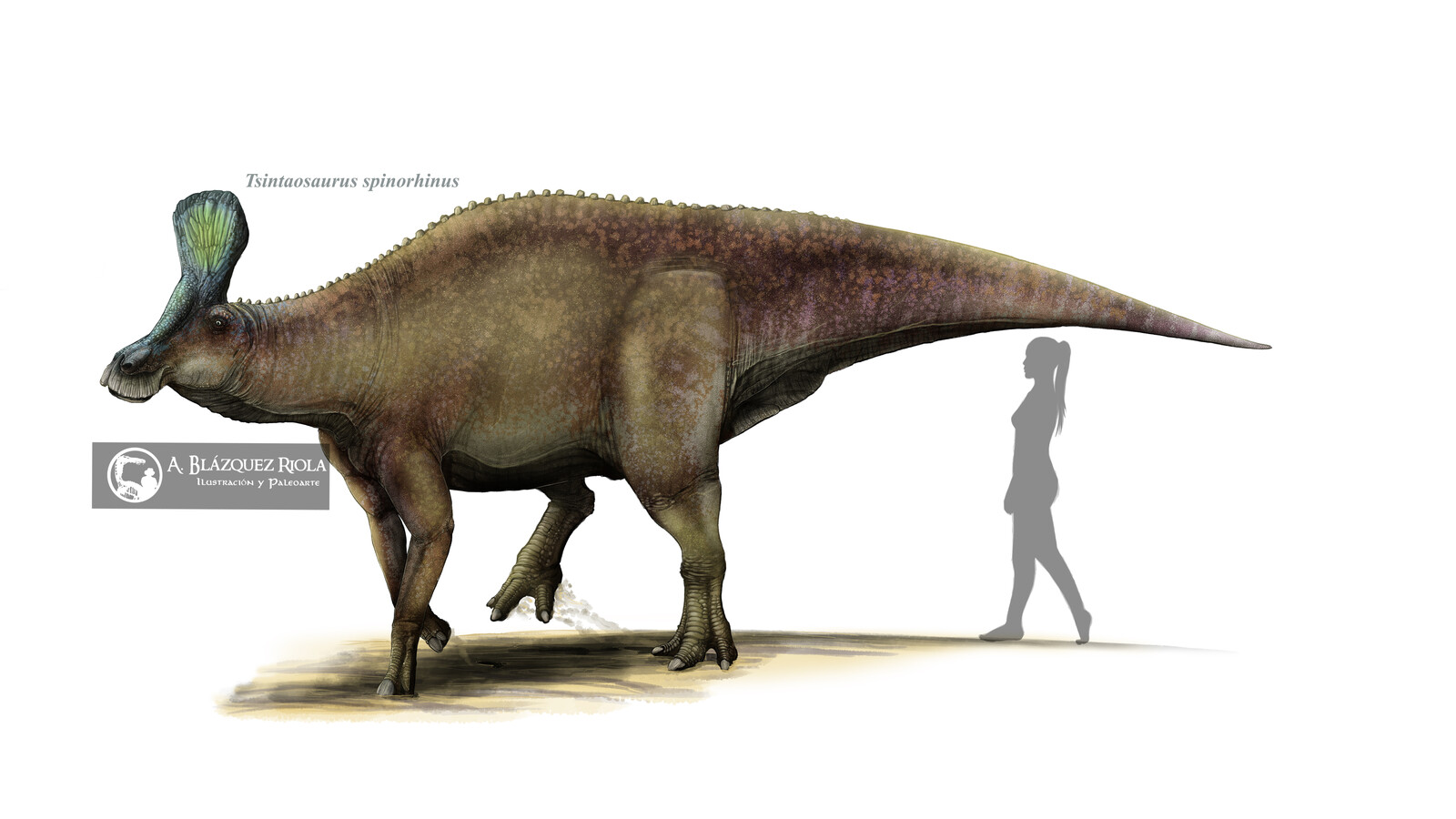 Adrián Blázquez Riola - Tsintaosaurus spinorhinus - 2023
