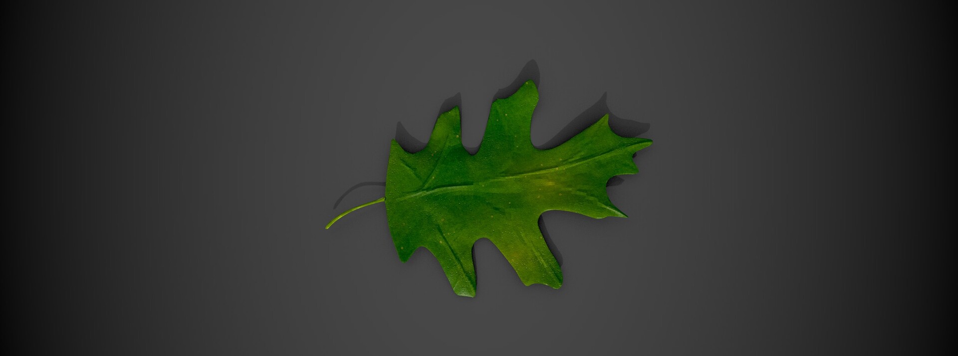 ArtStation - Oak Leaf
