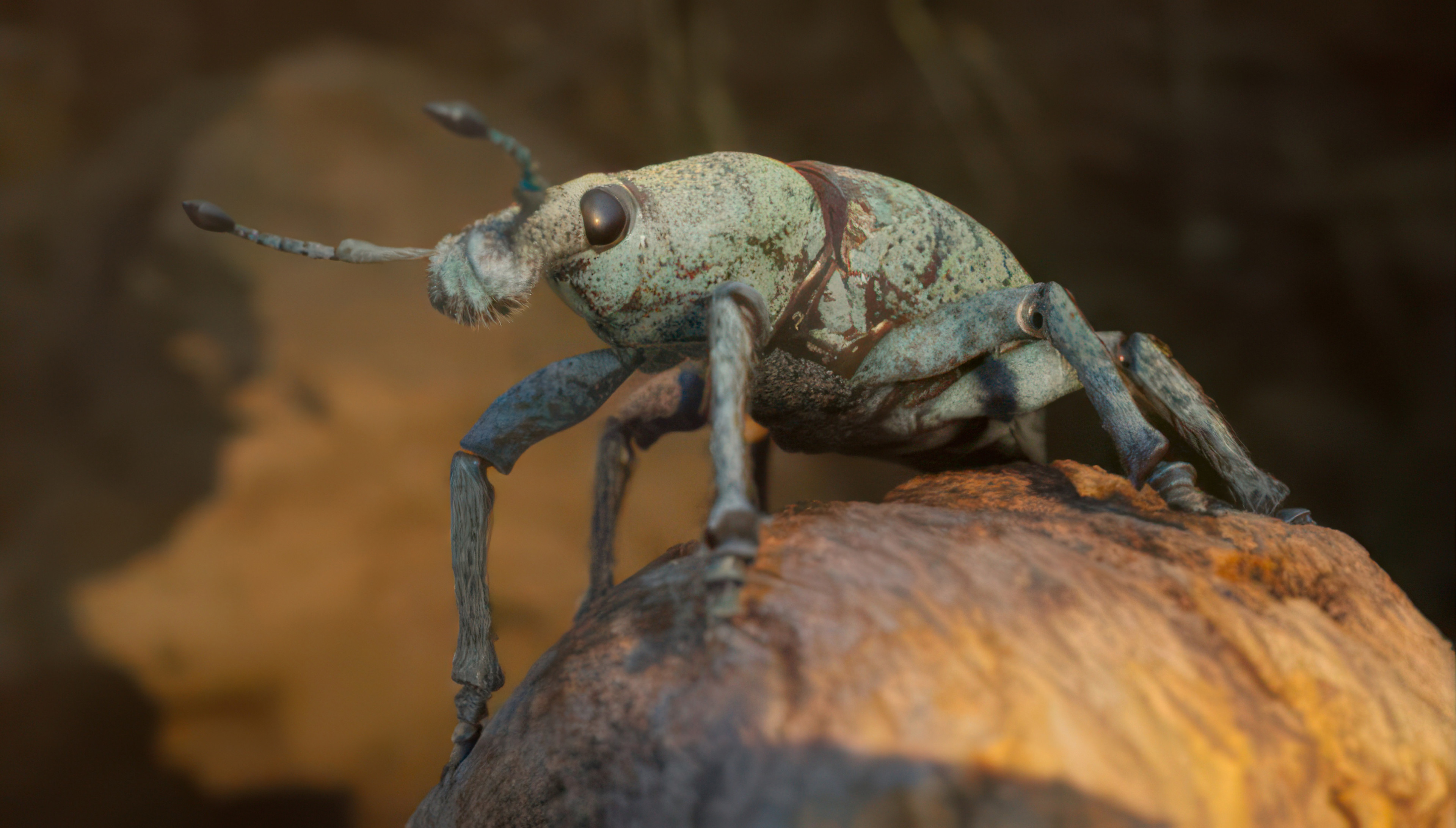 Tripp Topping - Blue Bug