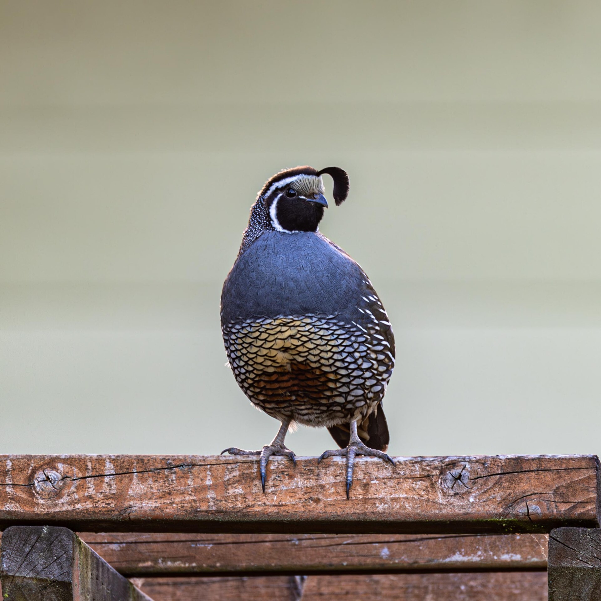 Matt Smith - Photography