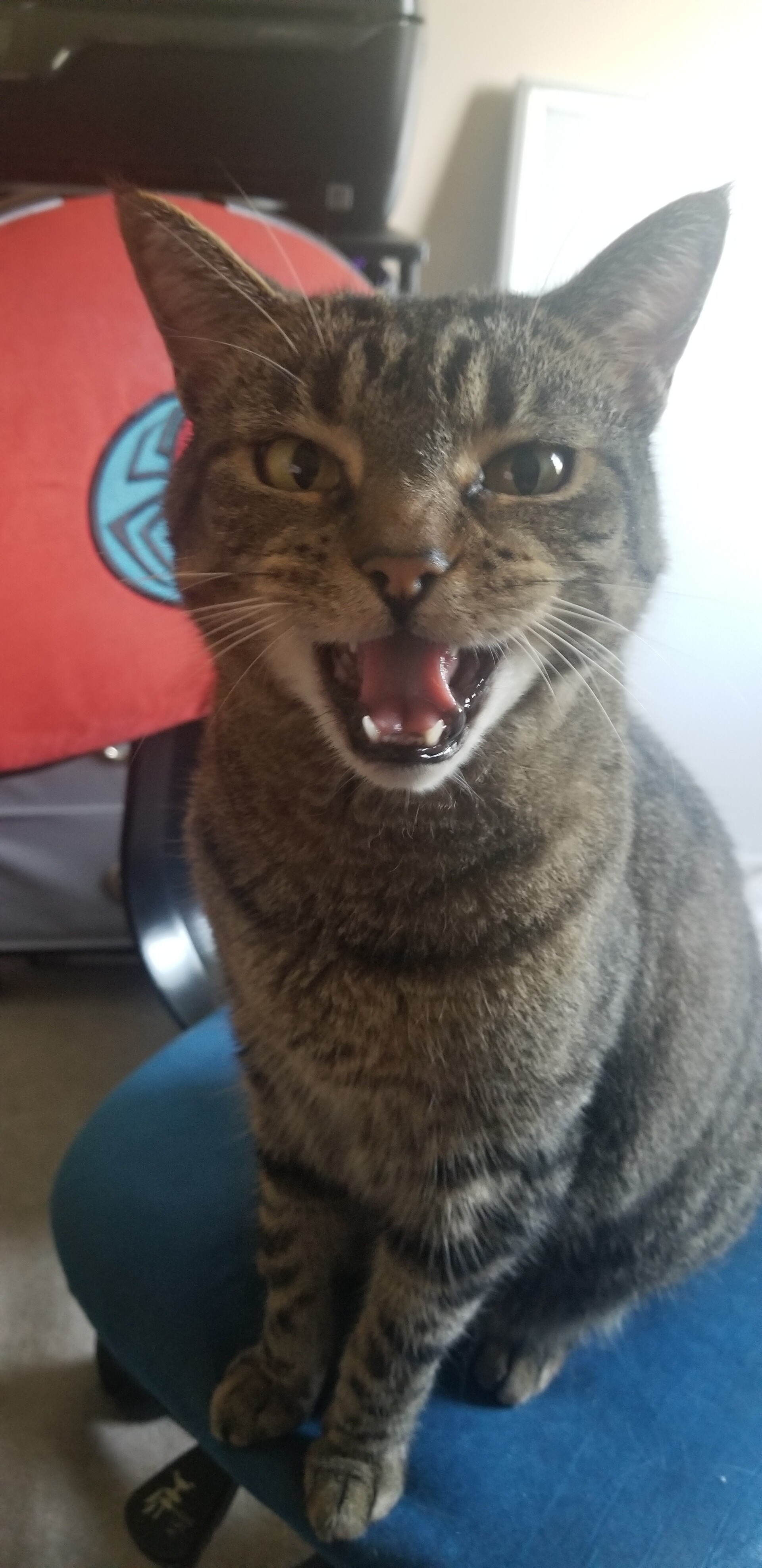 ArtStation - my cat wanted to say Hi