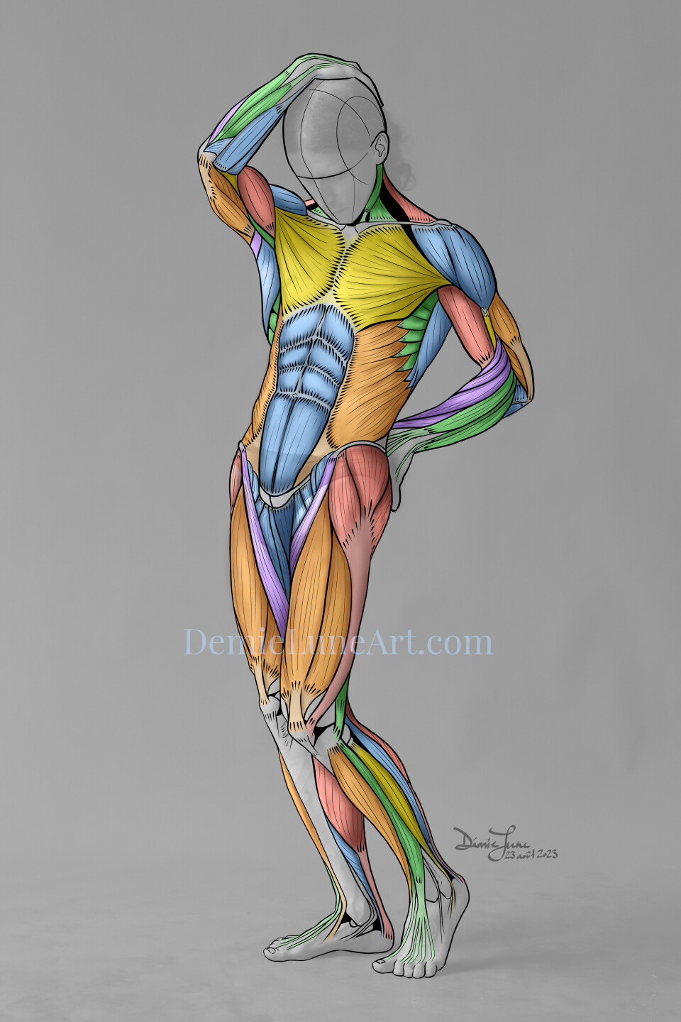 Demie Lune Art - Anatomy Study - Male Front View