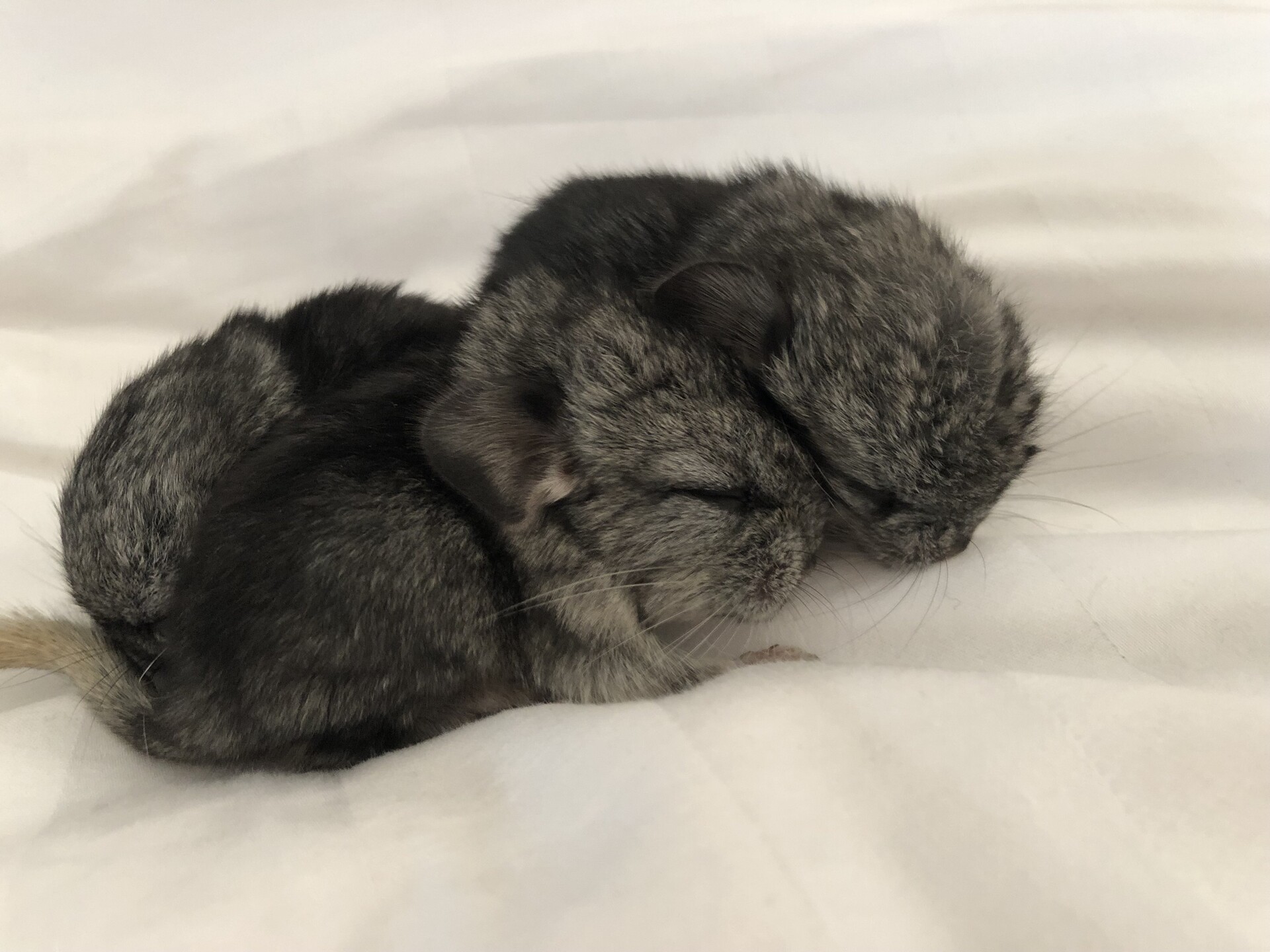 ArtStation - Baby Chinchilla