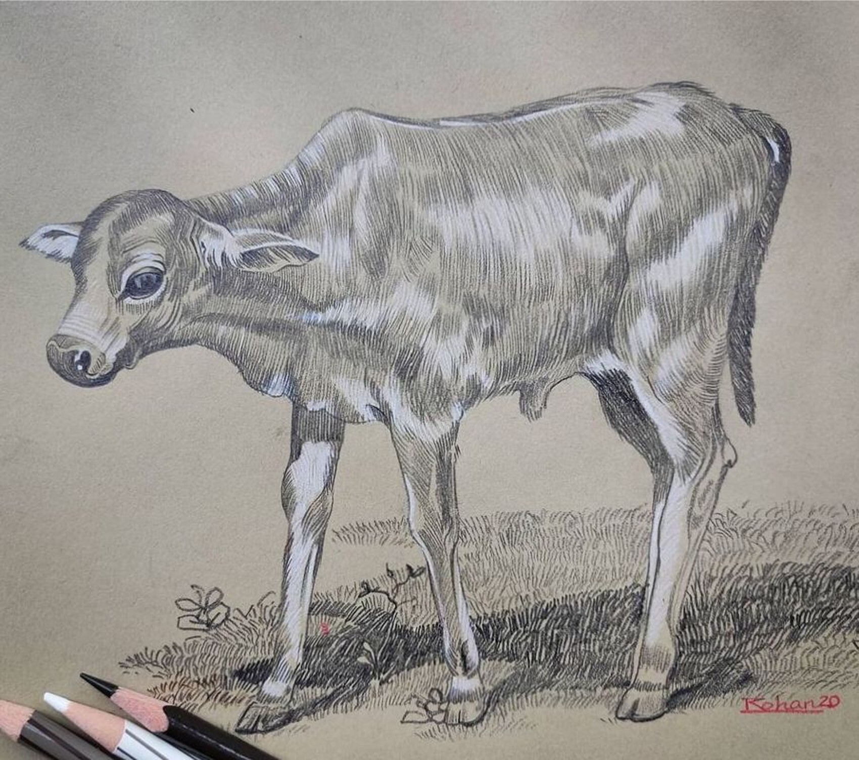 ArtStation - Animal Drawing