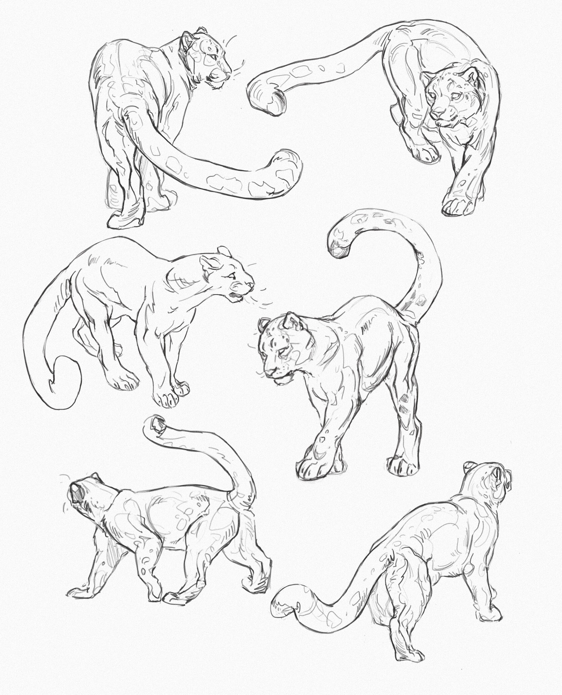 ArtStation - Snow Leopard Sketches
