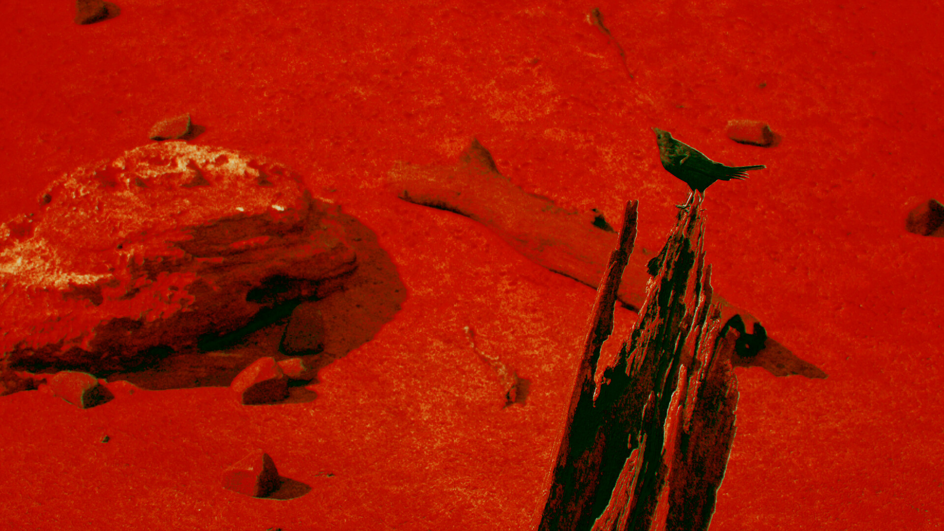 ArtStation - Crow in a Devastated Place