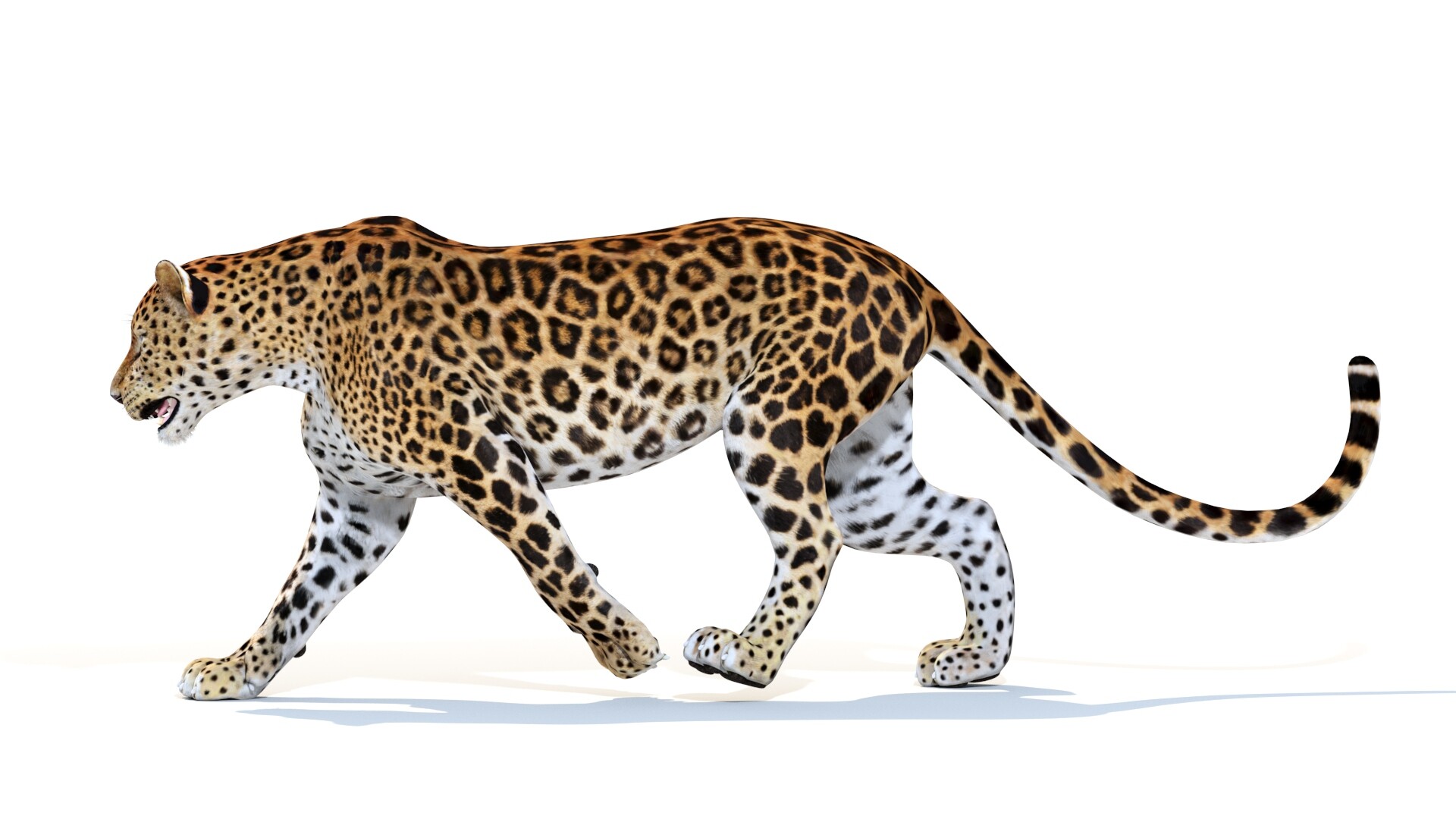 Andranik TIGRANYAN - 3D Animated Sri Lankan Leopard Model by PROmax3D