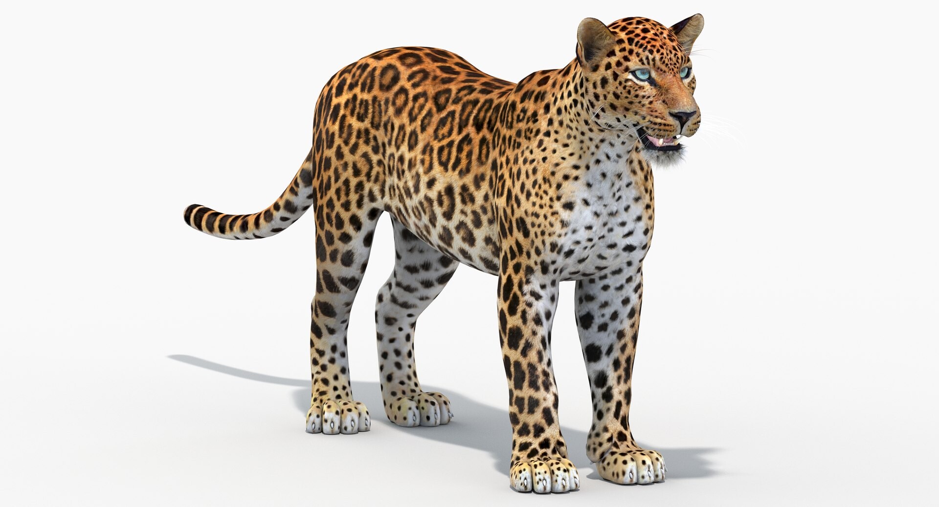 Andranik TIGRANYAN - 3D Animated Sri Lankan Leopard Model by PROmax3D