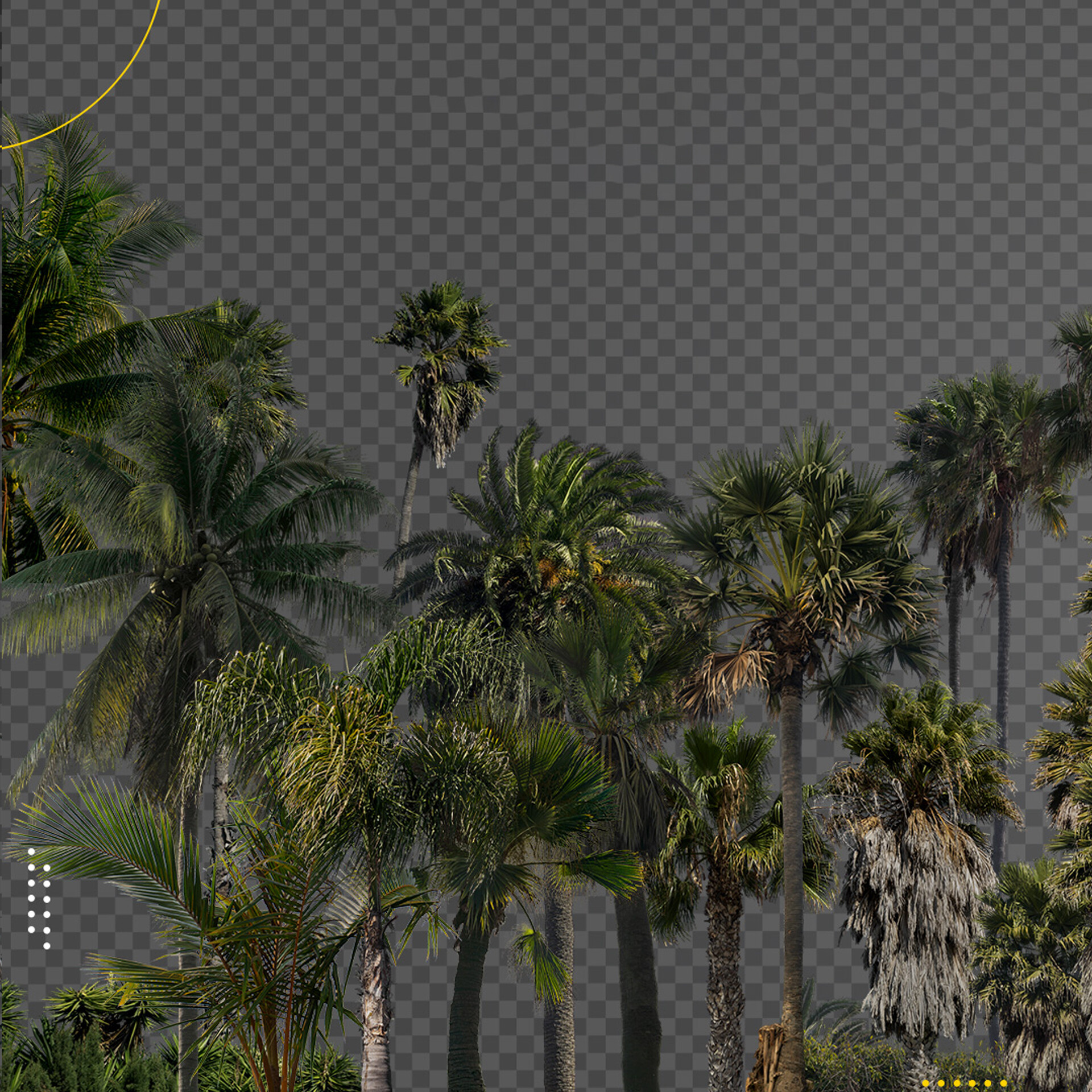 ArtStation - 75 Palm Trees Pack