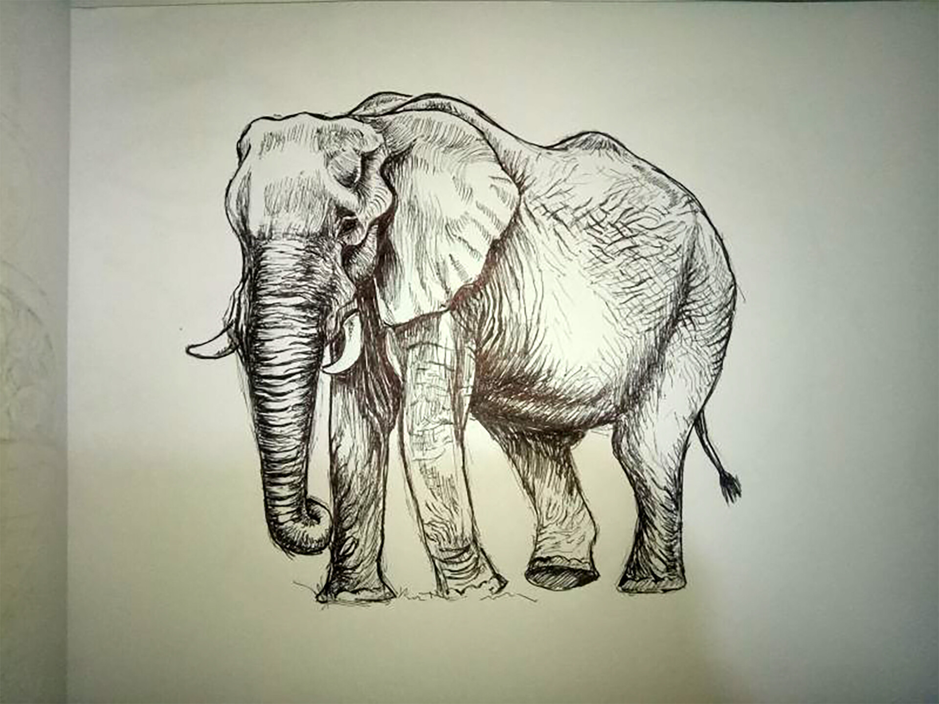 ArtStation - Elephant's sketch by ballpen