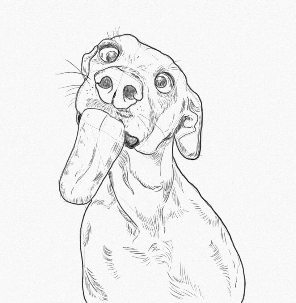 Dog Tongue Drawing Drawing Of Bulldog With Hanging Tongue | Premium