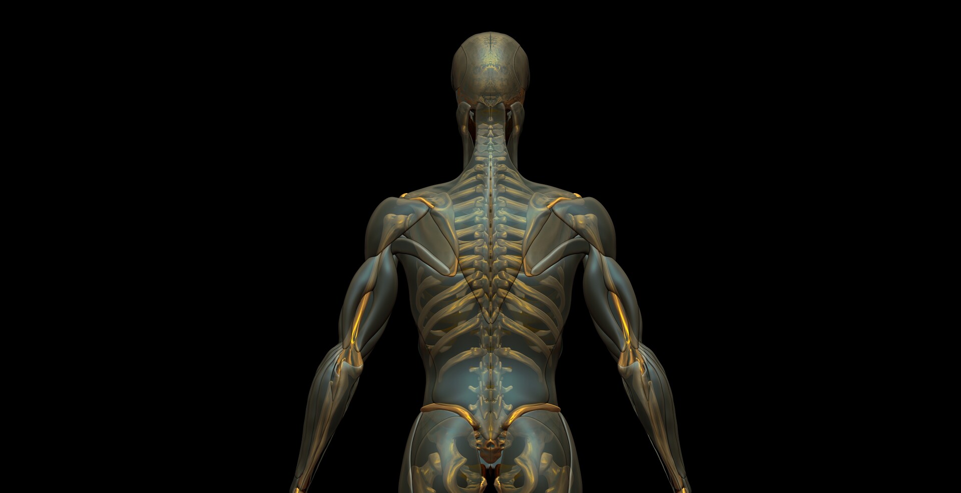 Christopher Grant - Écorché on Photoscanned Skeleton