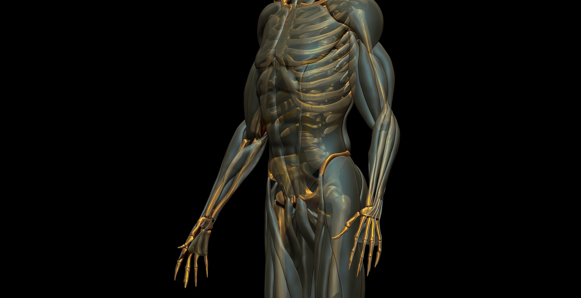 Christopher Grant - Écorché on Photoscanned Skeleton