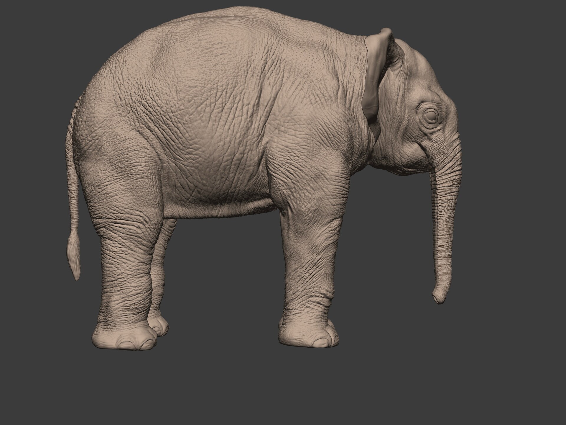 ArtStation - Baby Elephant: model and Sculpt