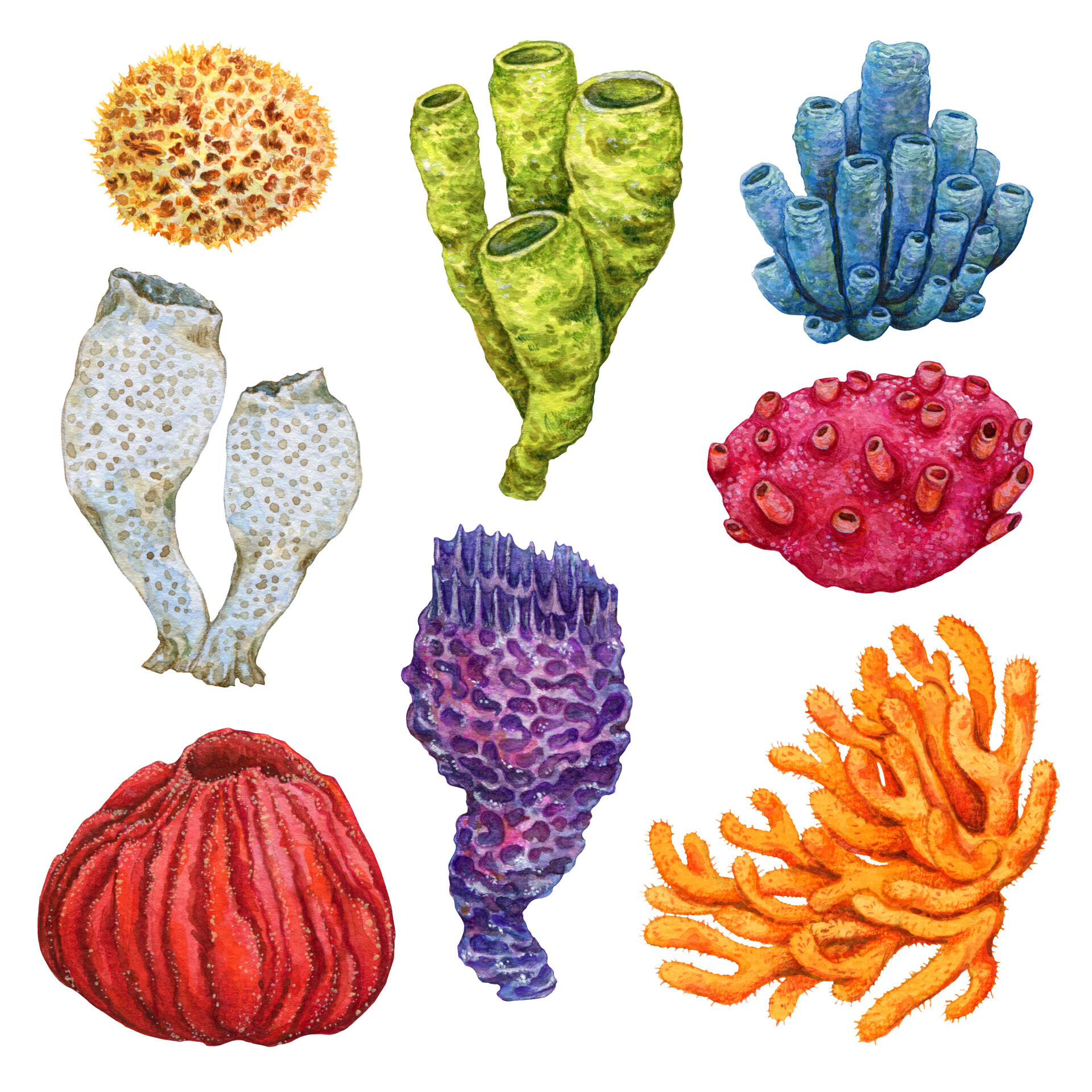 Dzydaria - Sea sponges watercolor painting